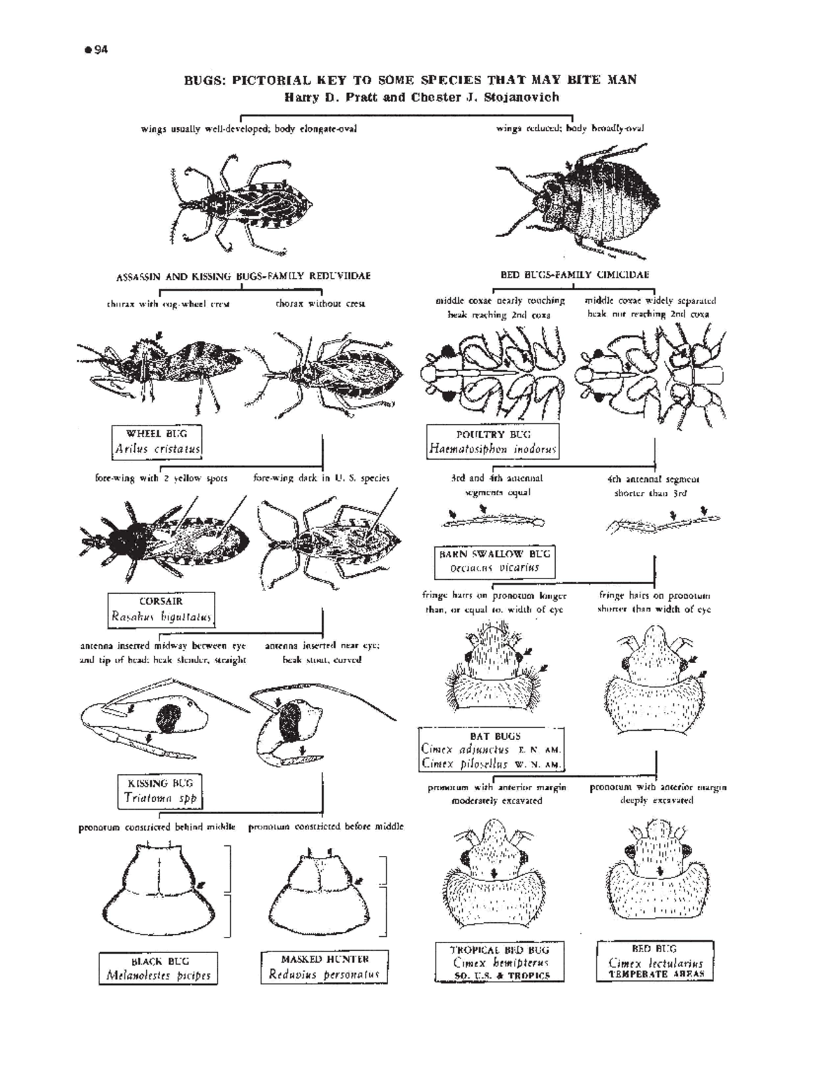 Bugs - bugs clabe - . BUGS: PICTORIAL KEY TO SOME SPECIES THAT MAY BITE ...