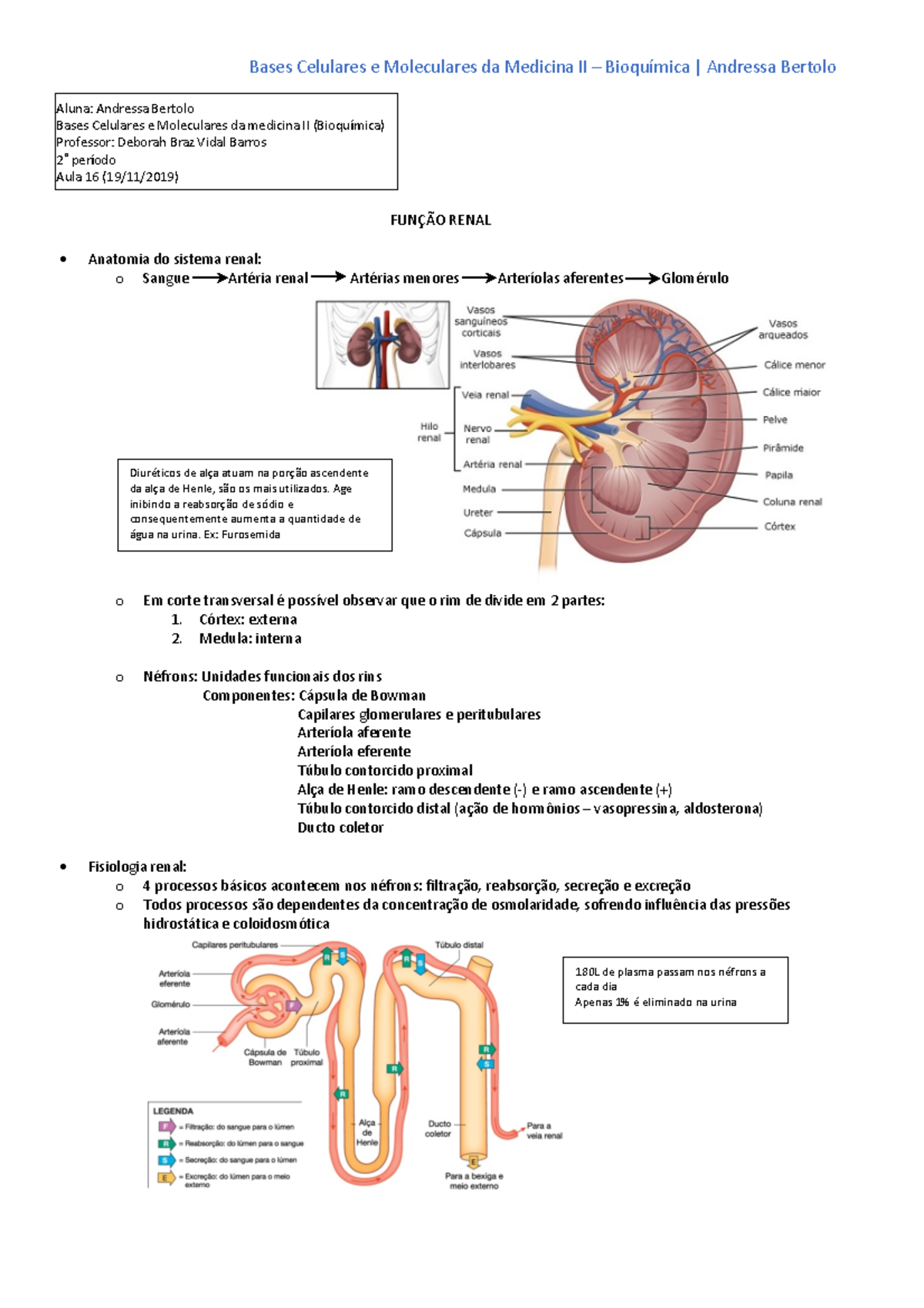 Aula 16 - aulas de medicina - FUNÇÃO RENAL Anatomia do sistema renal: o ...
