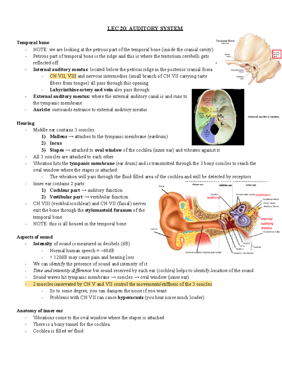 LEC 20 Auditory System - lec 20 notes - LEC 20: AUDITORY SYSTEM ...