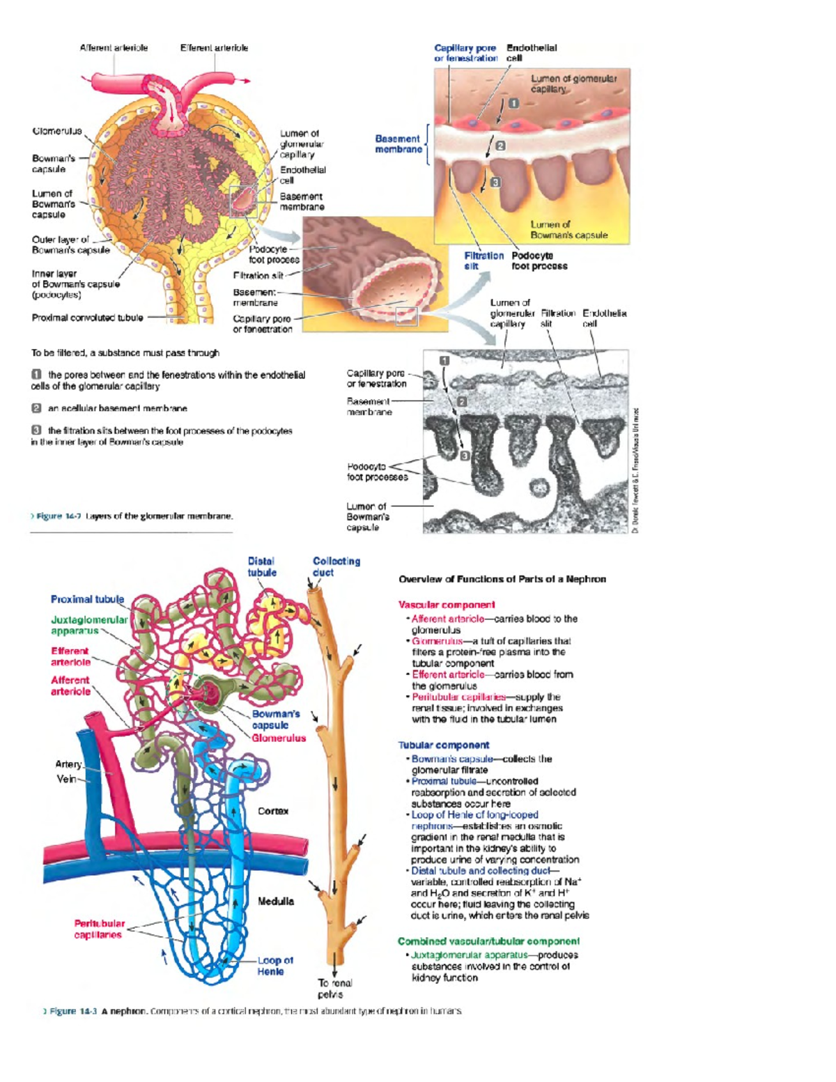 W6 and W7 diagrams - BIOS 20173 - Studocu