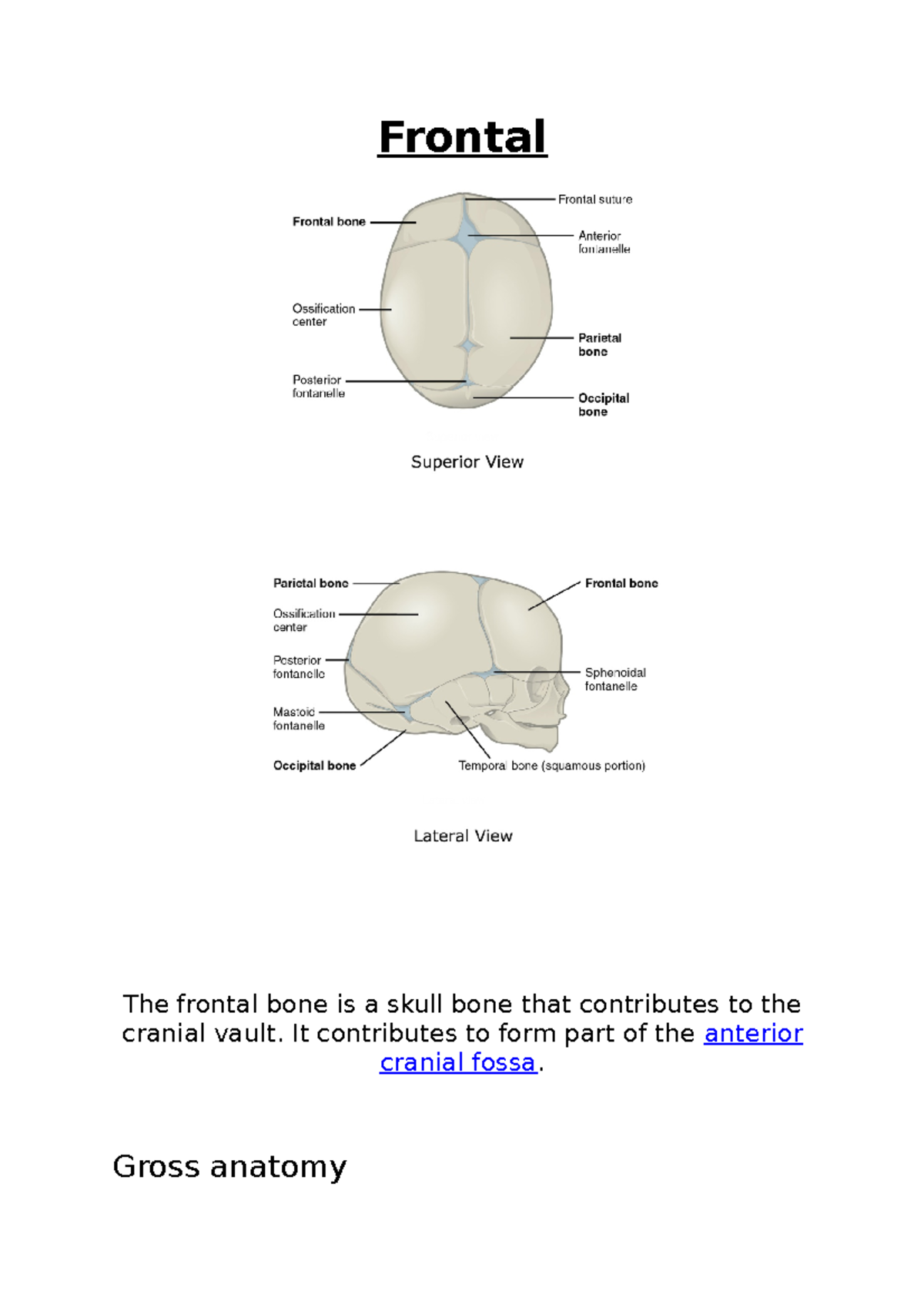 Cranial bones - Frontal Bone (1) - Frontal The frontal bone is a skull ...