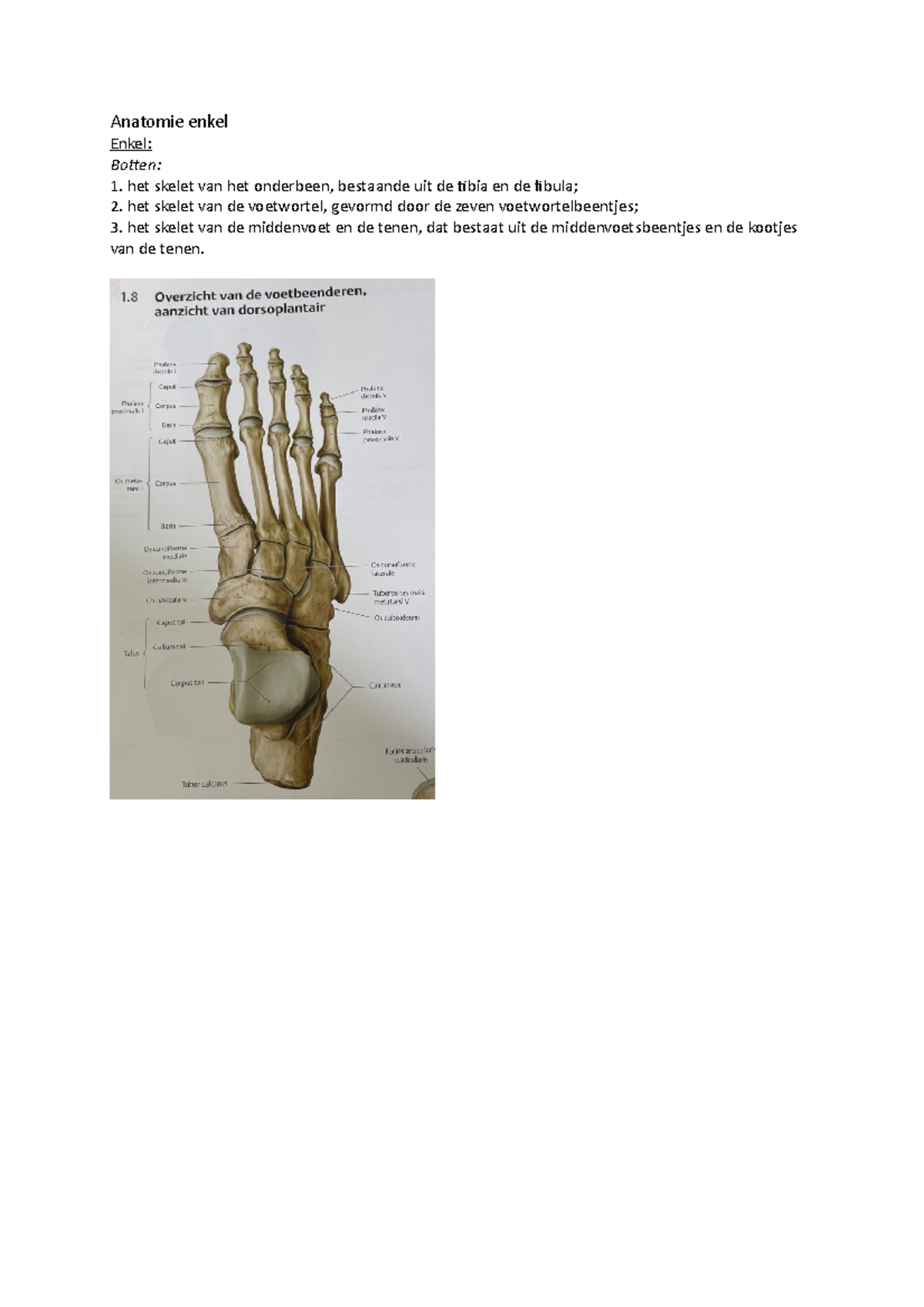 Anatomie enkel - Anatomie enkel Enkel: Botten: 1. het skelet van het ...