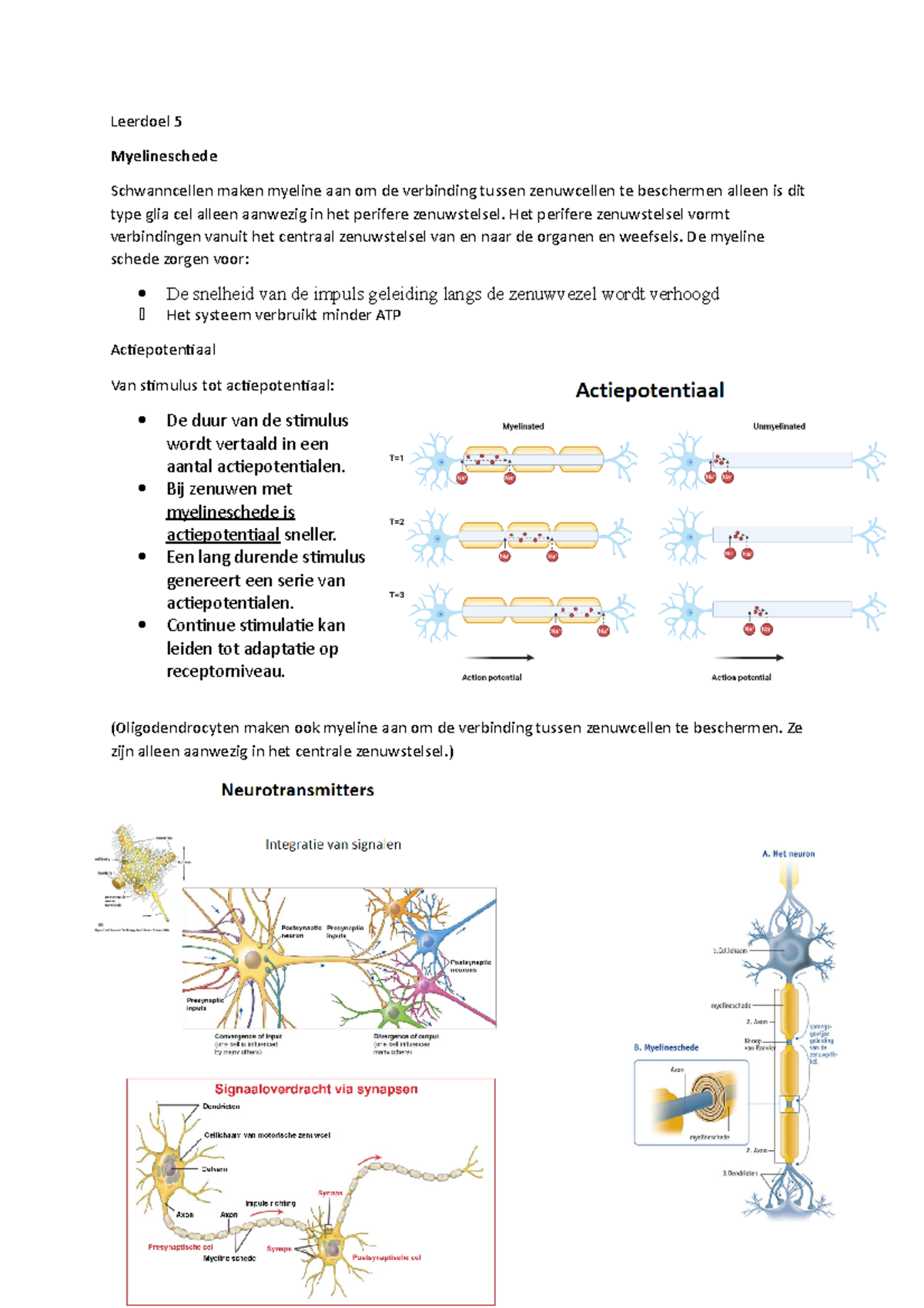Leerdoel 5 myeline schede - Leerdoel 5 Myelineschede Schwanncellen ...