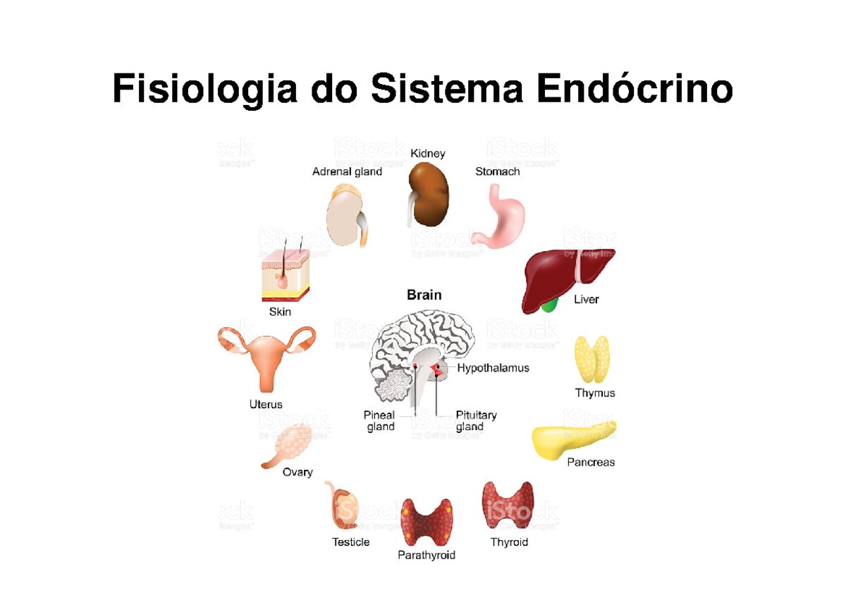 Sistema-endócrino-I1 - FisiologiaFisiologia doFisiologiaFisiologia dodo ...