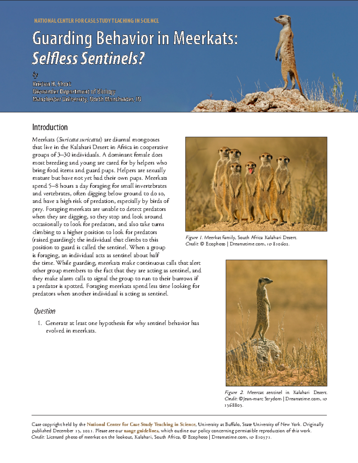 Guarding Behavior in Meerkats - Case copyright held by the National ...