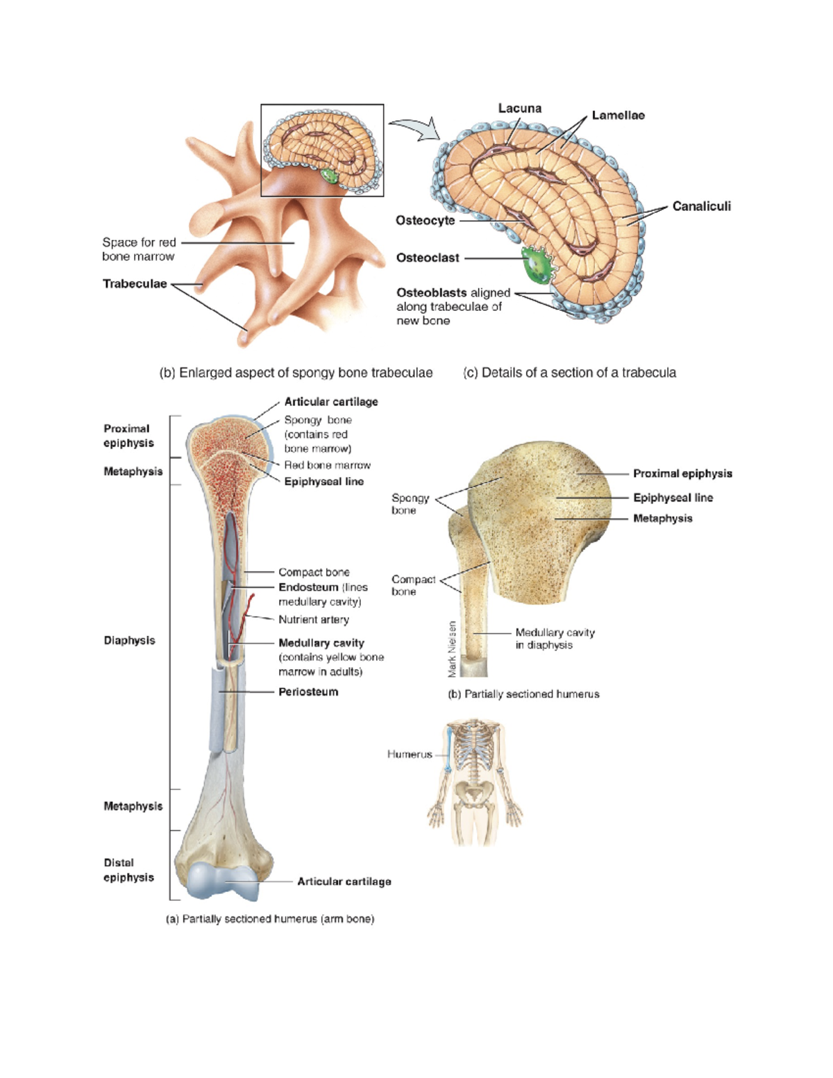 Untitled document - Photos of bones for test 2 - KIN 2500 - Studocu