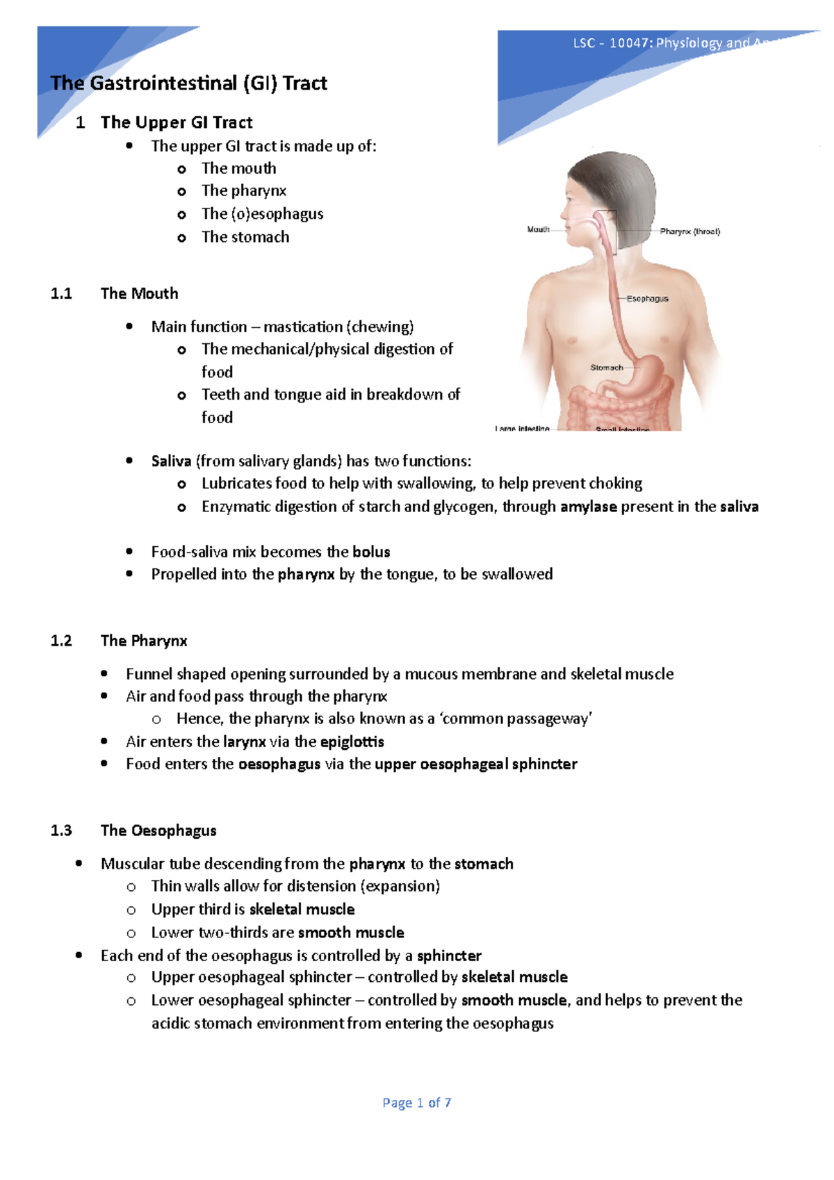 Gastrointestinal Tract - The Gastrointestinal (GI) Tract 1 The Upper GI ...