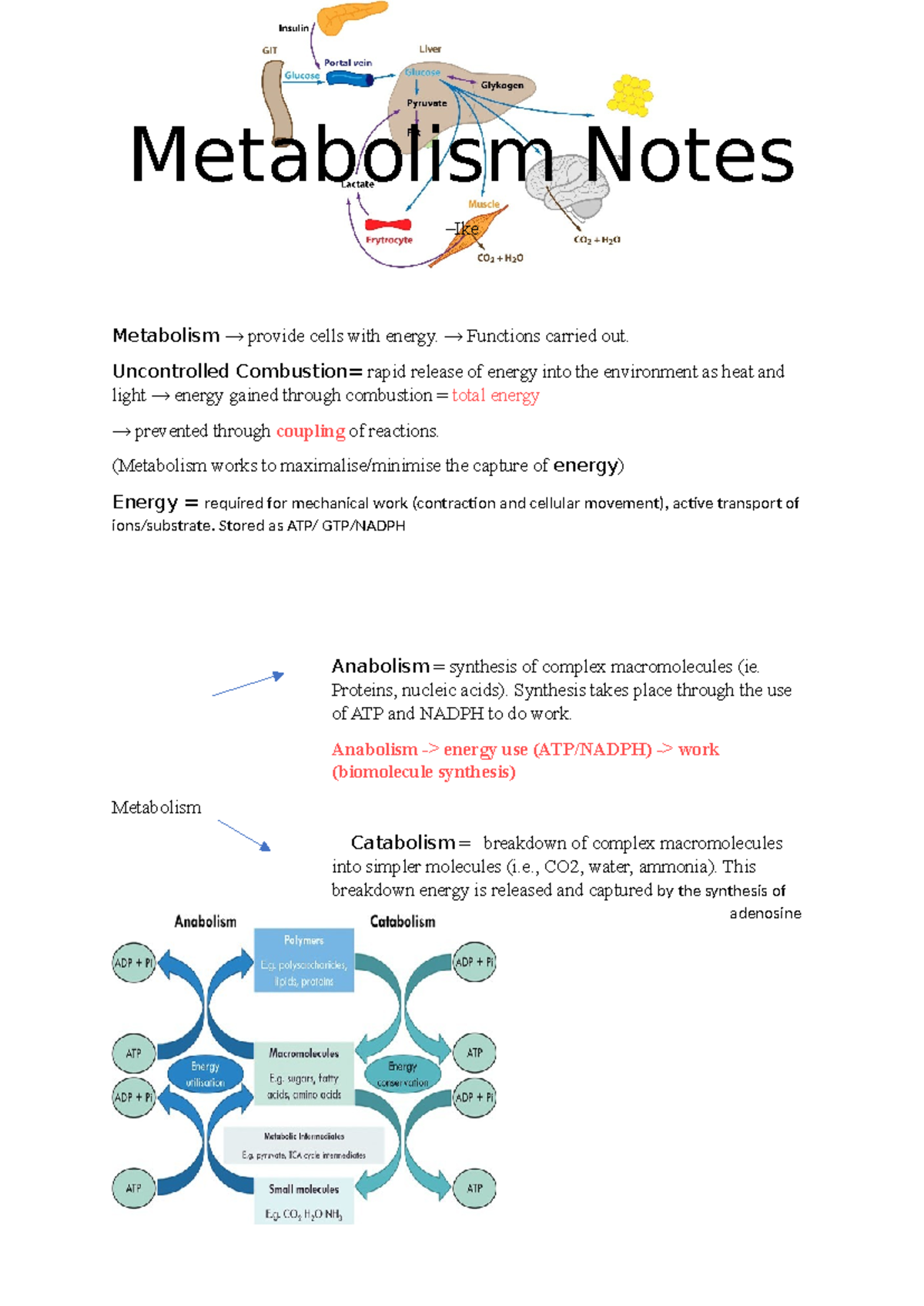 Metabolism notes - Summary Cells and organisms - Metabolism Notes –Ike ...