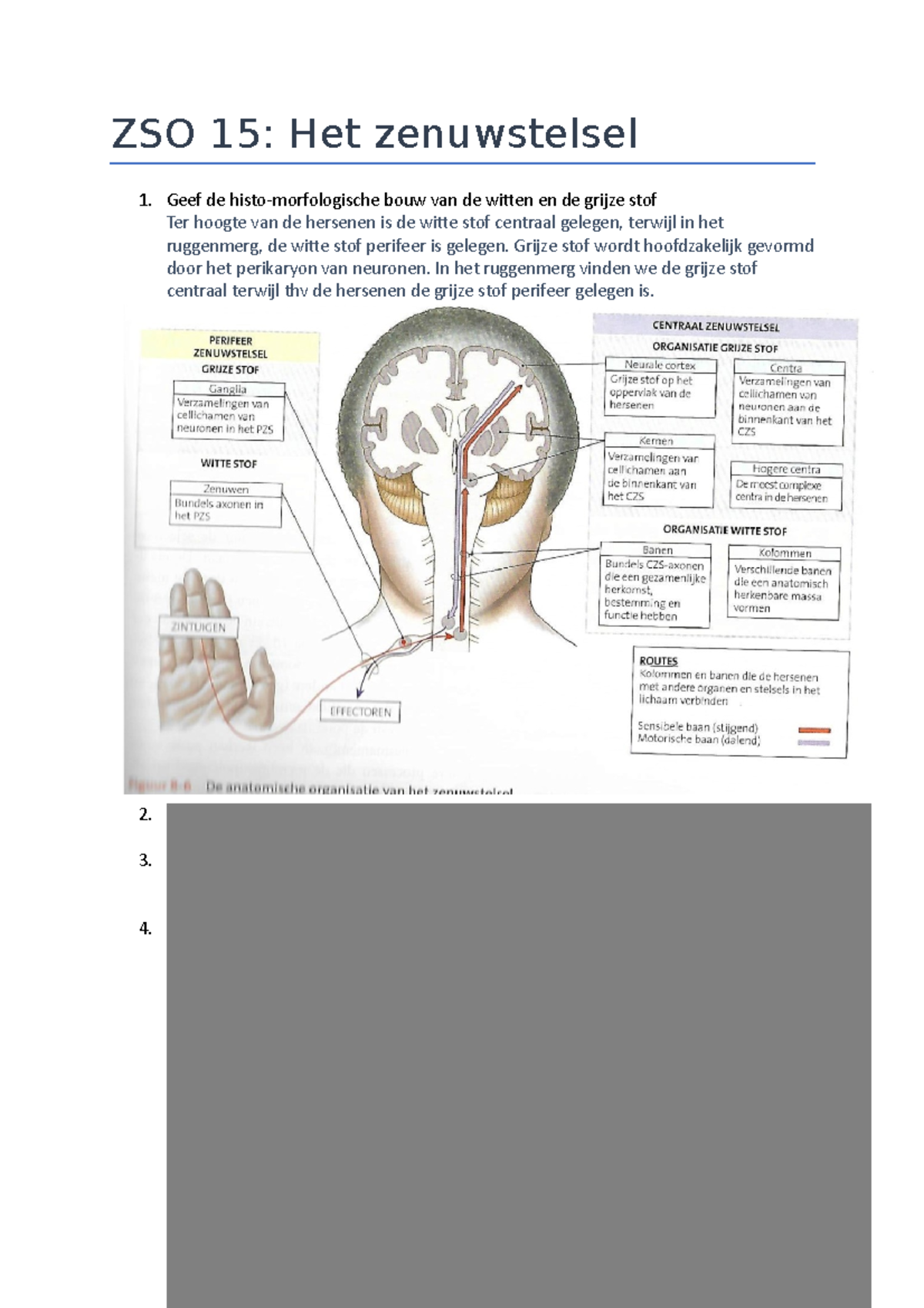 ZSO 15 Het zenuwweefsel - ZSO 15: Het zenuwstelsel 1. Geef de bouw van ...