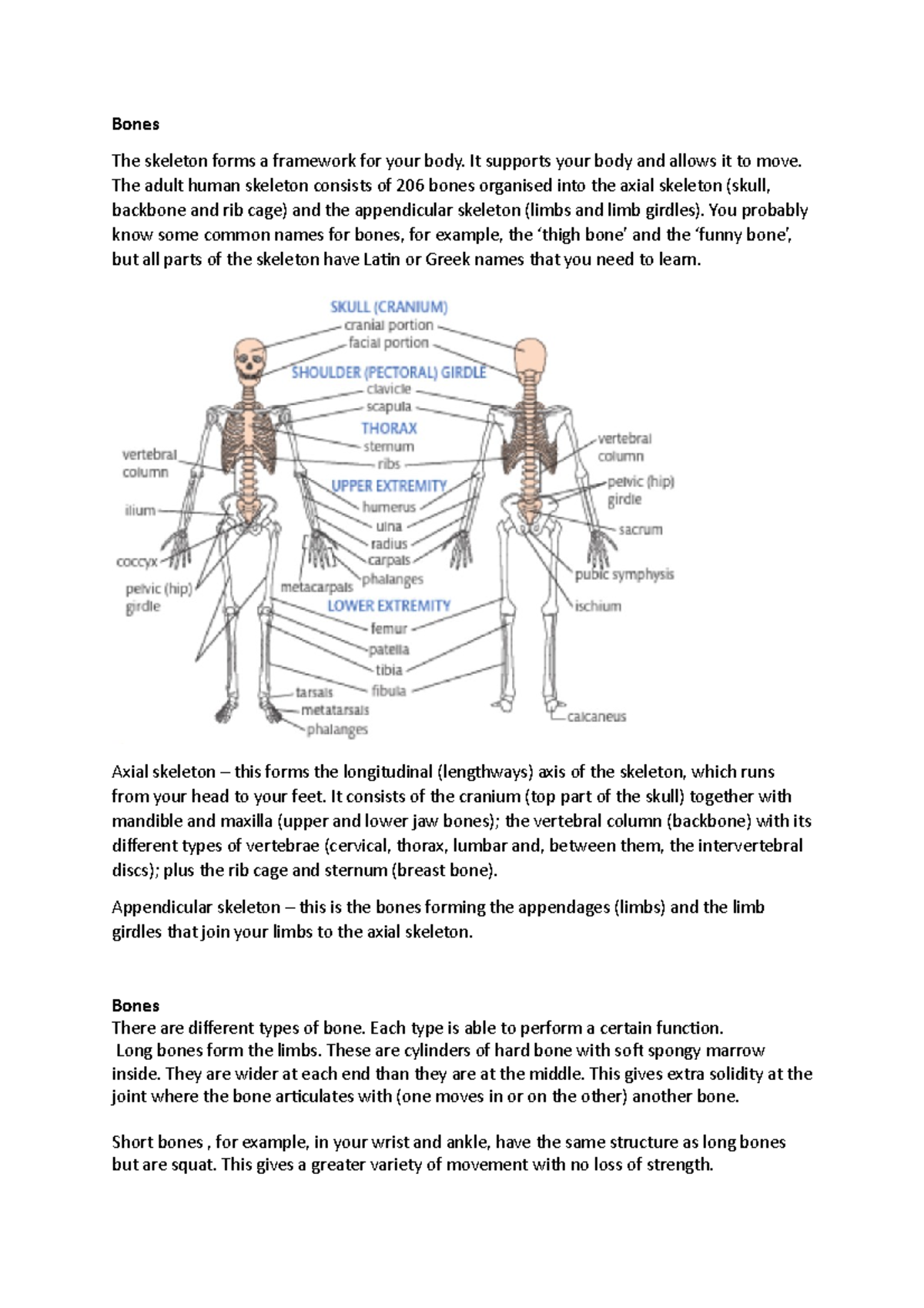Bones - human body systems unit 8 - Bones The skeleton forms a ...