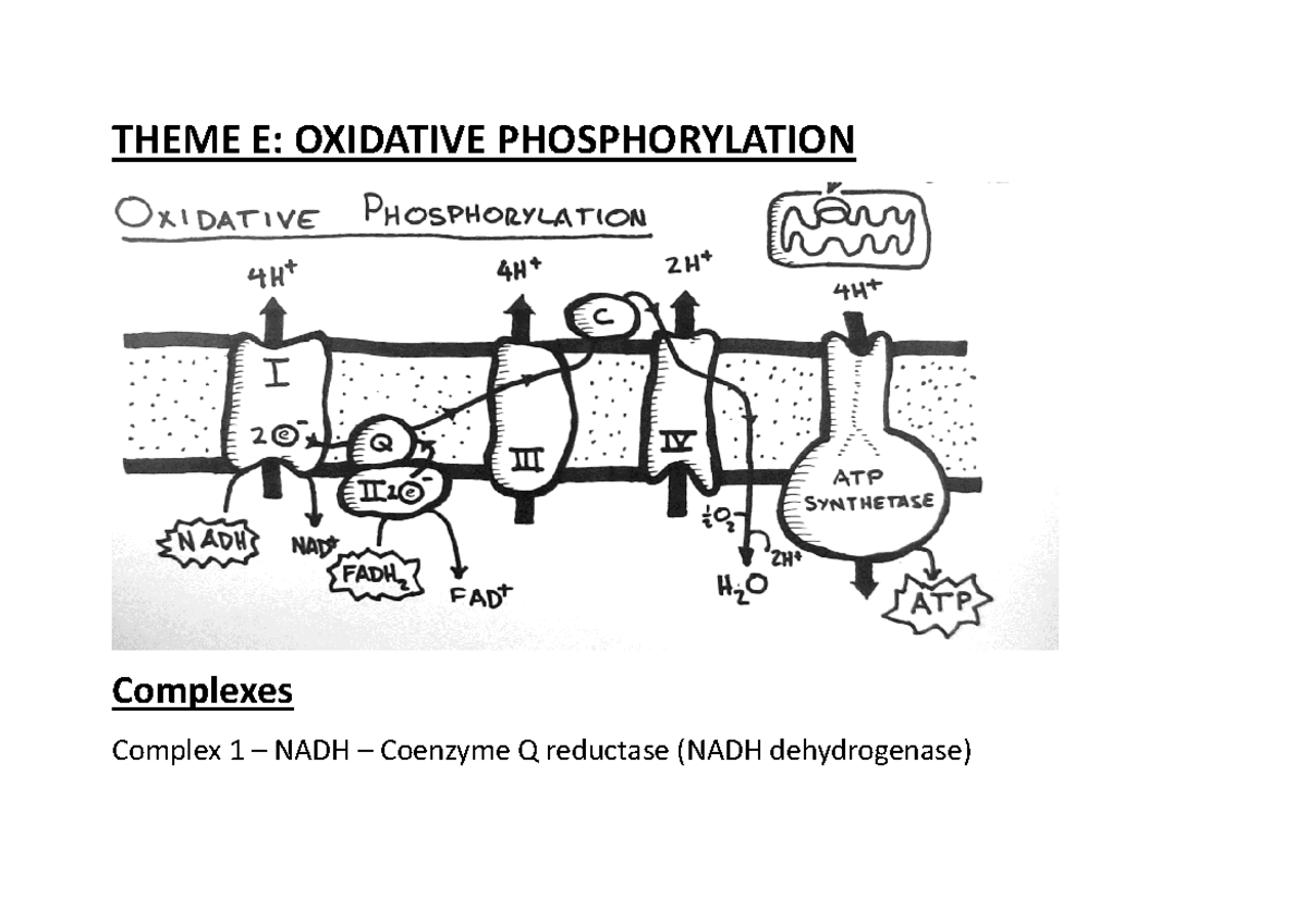 Summary Notes - Theme E - I - THEME E: OXIDATIVE PHOSPHORYLATION ...