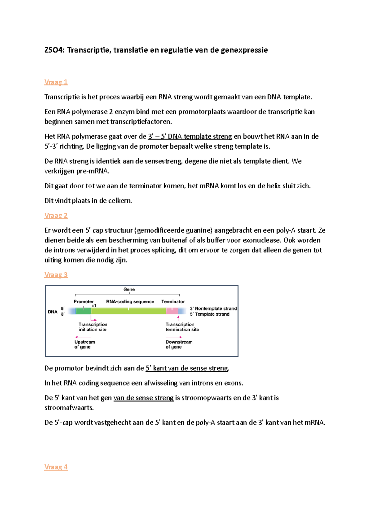 Transcriptie, translatie en regulatie van de genexpressie - Een RNA ...