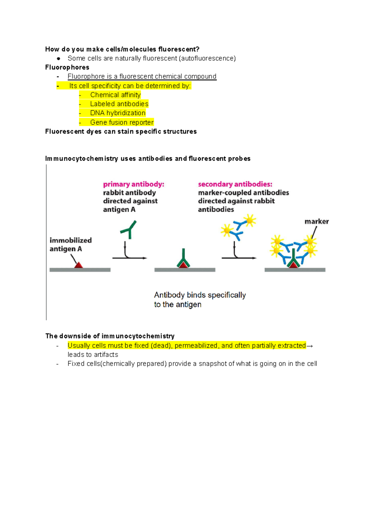 Cell bio lecture 4 summary - How do you make cells/molecules ...
