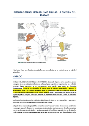 RegulaciÓn Hormonal DEL Metabolismo DE Hidratos DE Carbono - HORMONAL ...