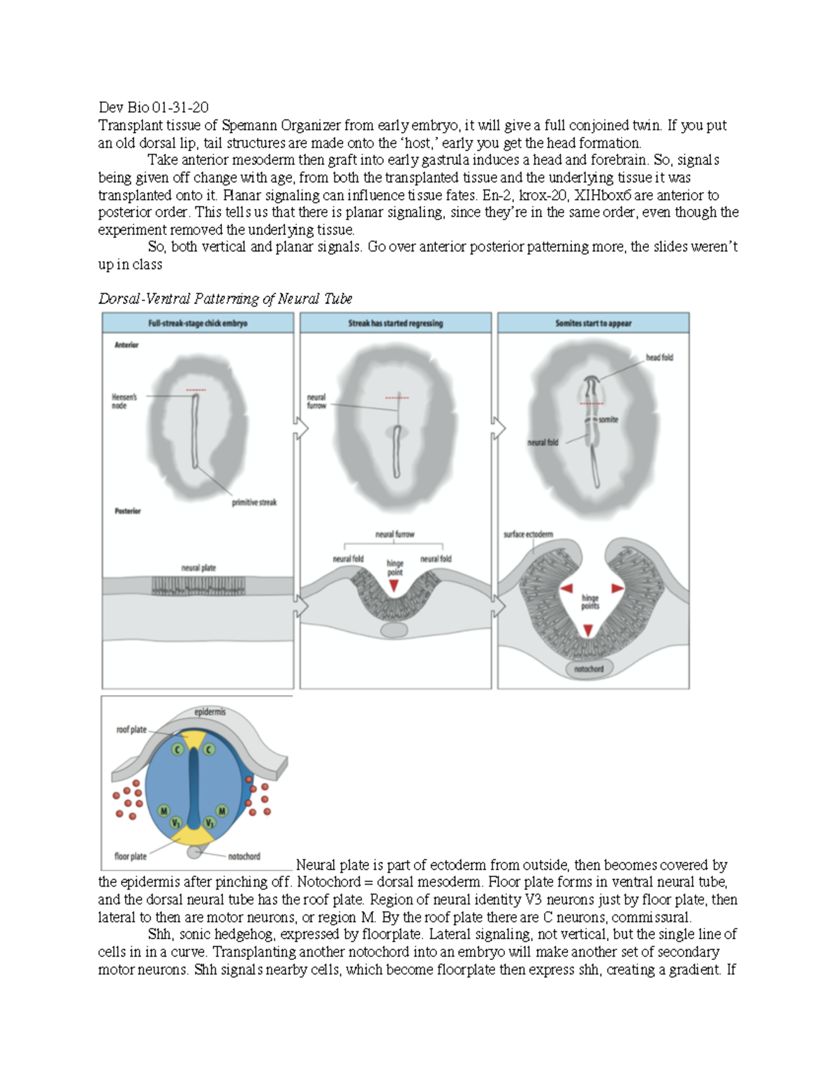 Dev Bio 01-31-20 - Lecture notes taken on the date given in the title ...