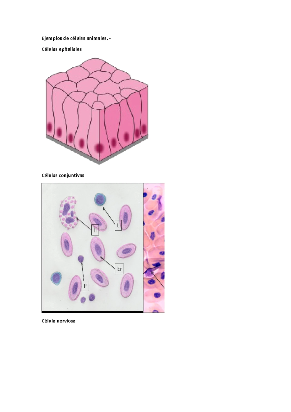 Guía práctica 8.Biopatologías y consideraciones clínicas de la ...