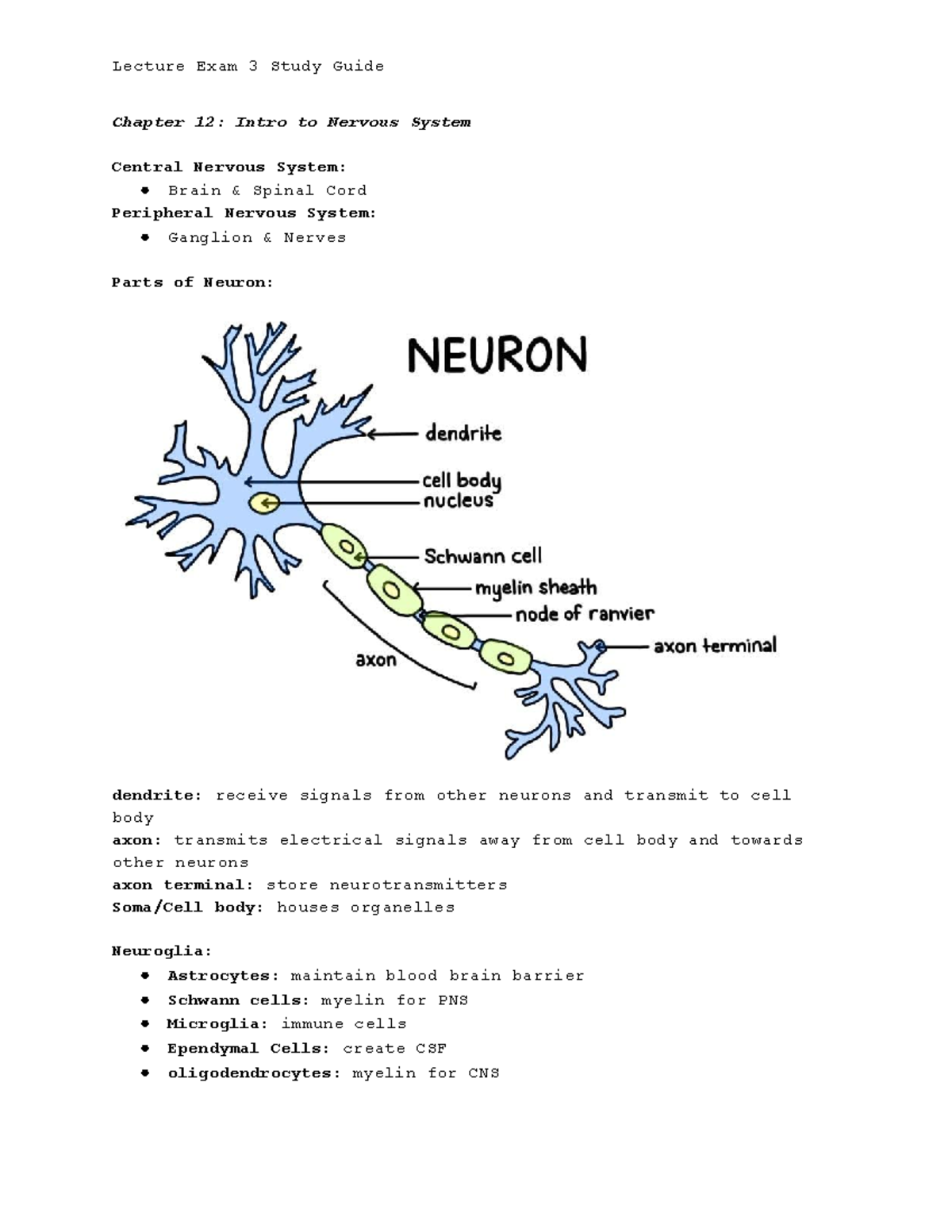 Lecture Exam 3 Study Guide - Chapter 12: Intro to Nervous System ...