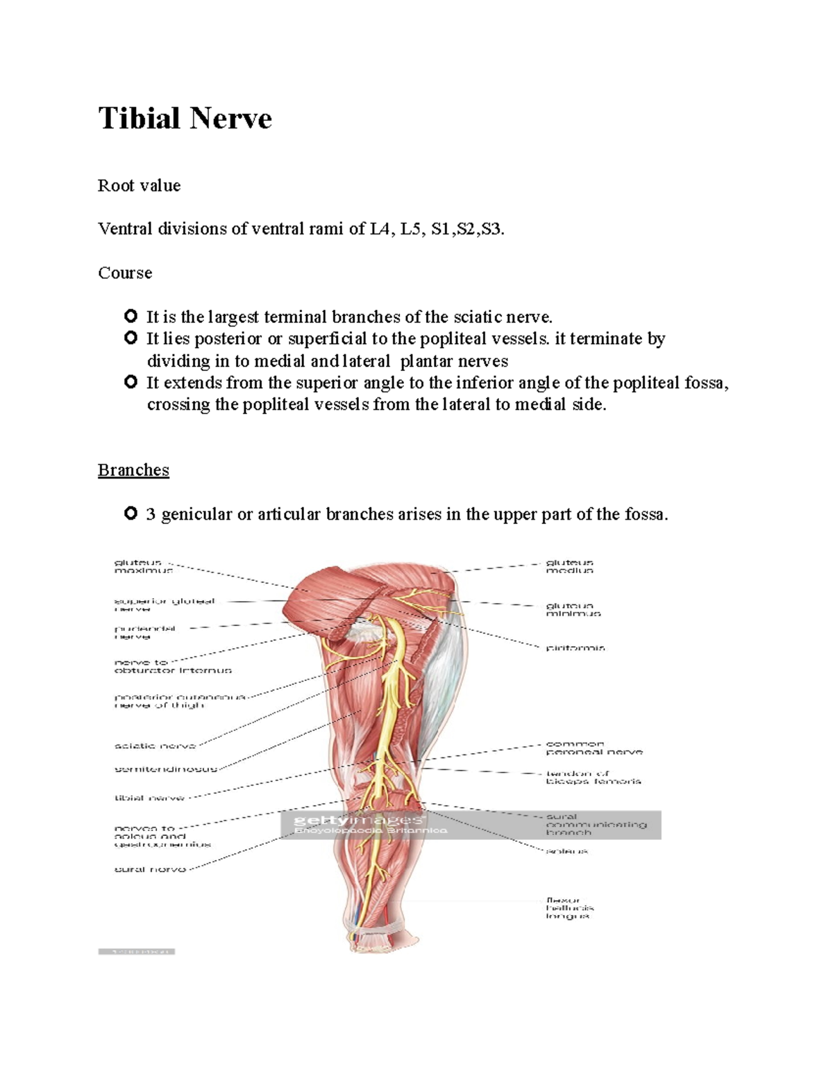 Tibial nerve - Useful - Tibial Nerve Root value Ventral divisions of ...