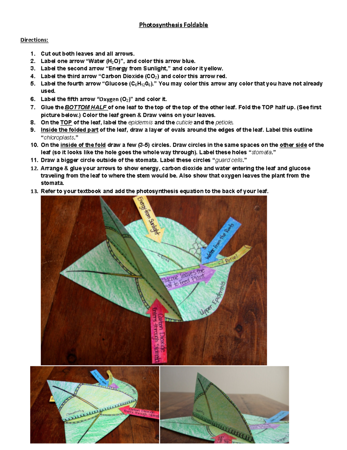 Photosynthesis leaf foldable 2 - Photosynthesis Foldable Directions ...