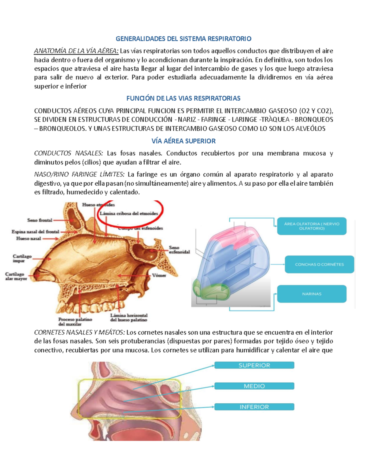 Respiratorio - Apuntes 1 - GENERALIDADES DEL SISTEMA RESPIRATORIO ...