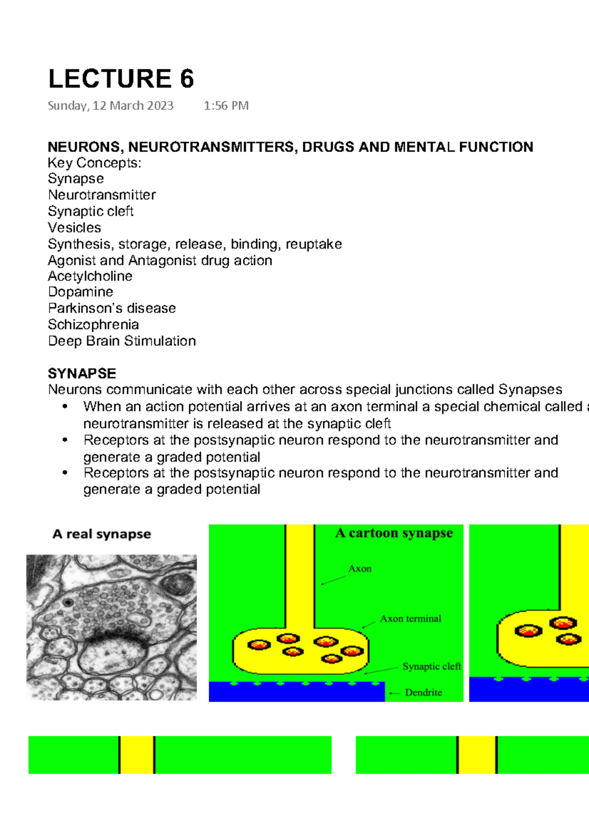 Lecture 6 - NEURONS, NEUROTRANSMITTERS, DRUGS AND MENTAL FUNCTION Key Concepts: Synapse - Studocu