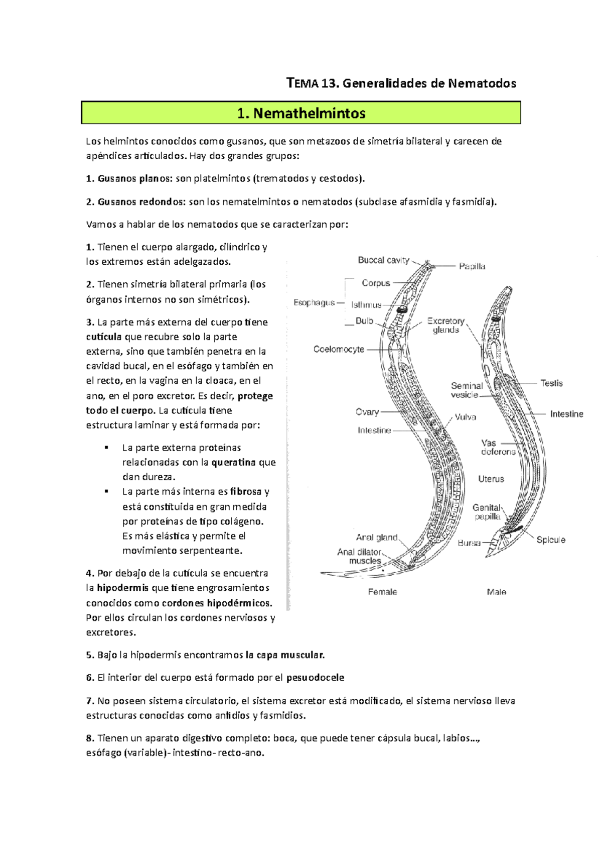 Tema 13. Parasitología - TEMA 13. Generalidades de Nematodos 1 ...