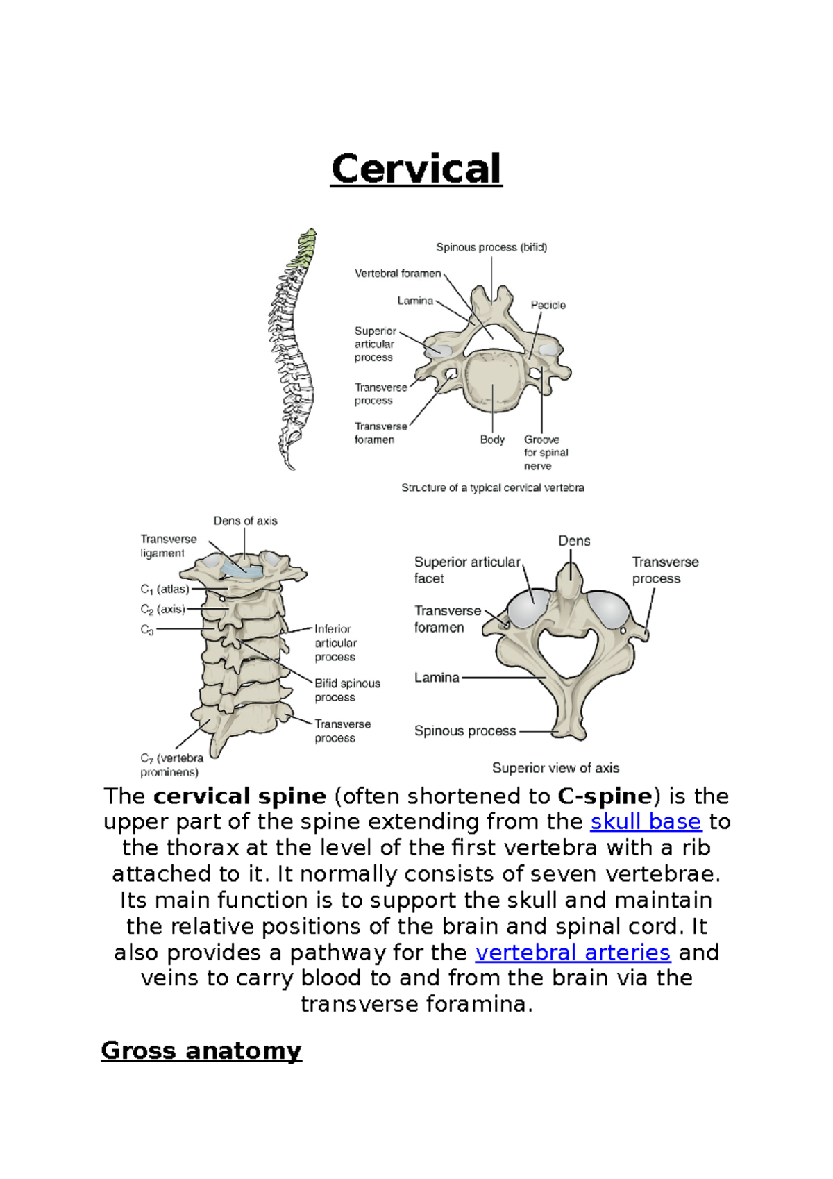 Spinal Bones - Cervical Spine - Cervical The cervical spine (often ...