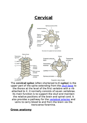 Pelvic Girdle - Coccyx - Coccyx The coccyx (plural: coccyges) is the ...