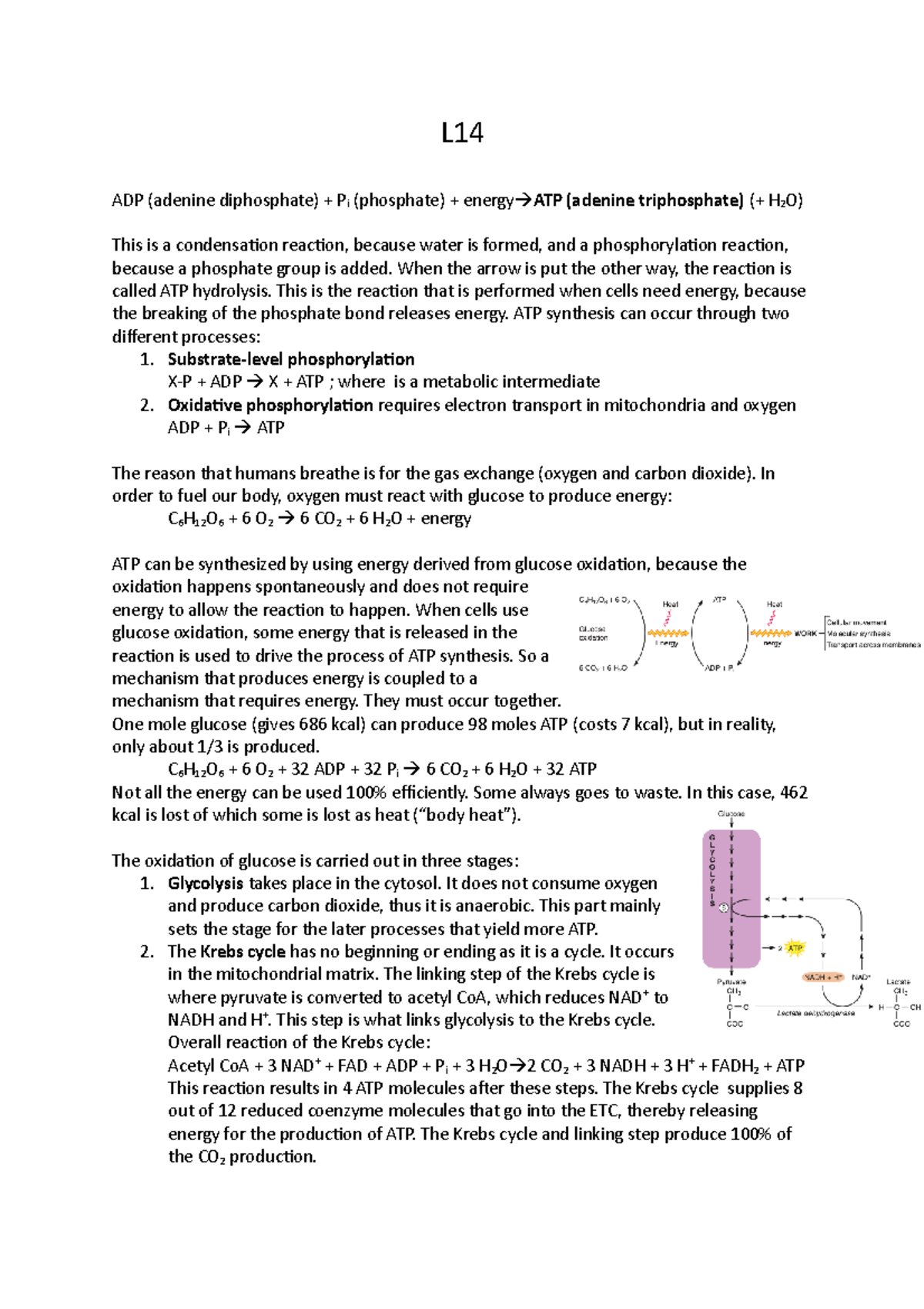 Summary HAP 2 - L ADP (adenine diphosphate) + Pi (phosphate) + energy ATP (adenine triphosphate ...