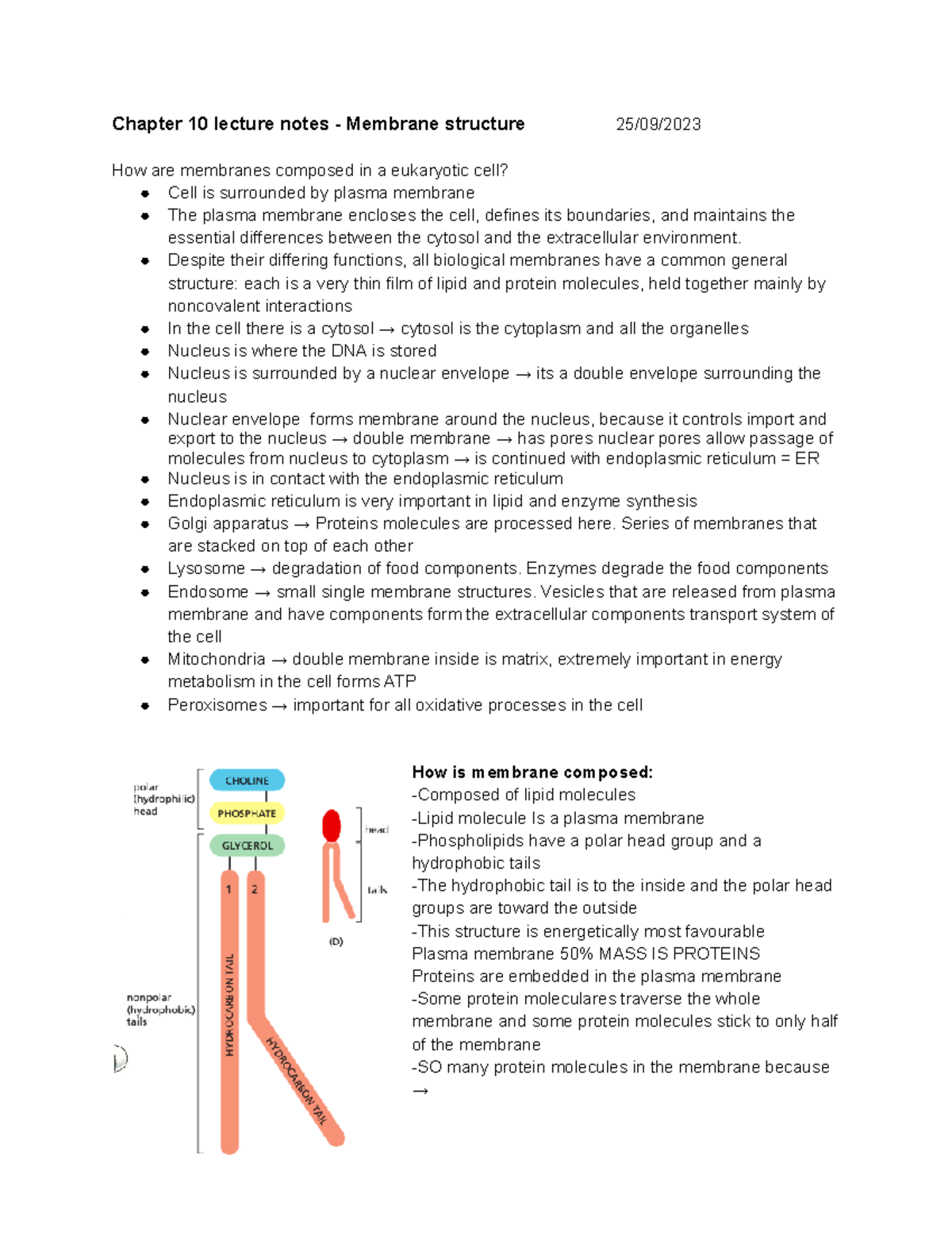 Chapter 10 lecture notes - Chapter 10 lecture notes - Membrane ...