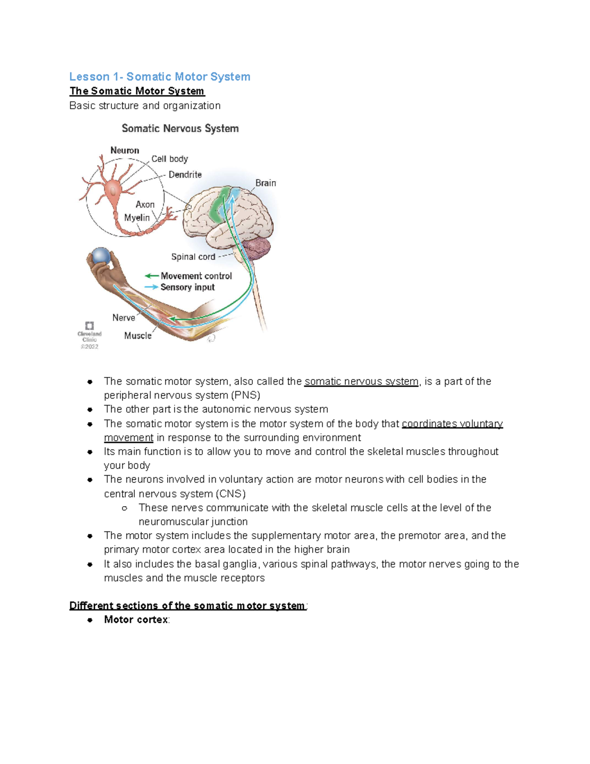 Phys week 5 content - Lesson 1- Somatic Motor System The Somatic Motor ...