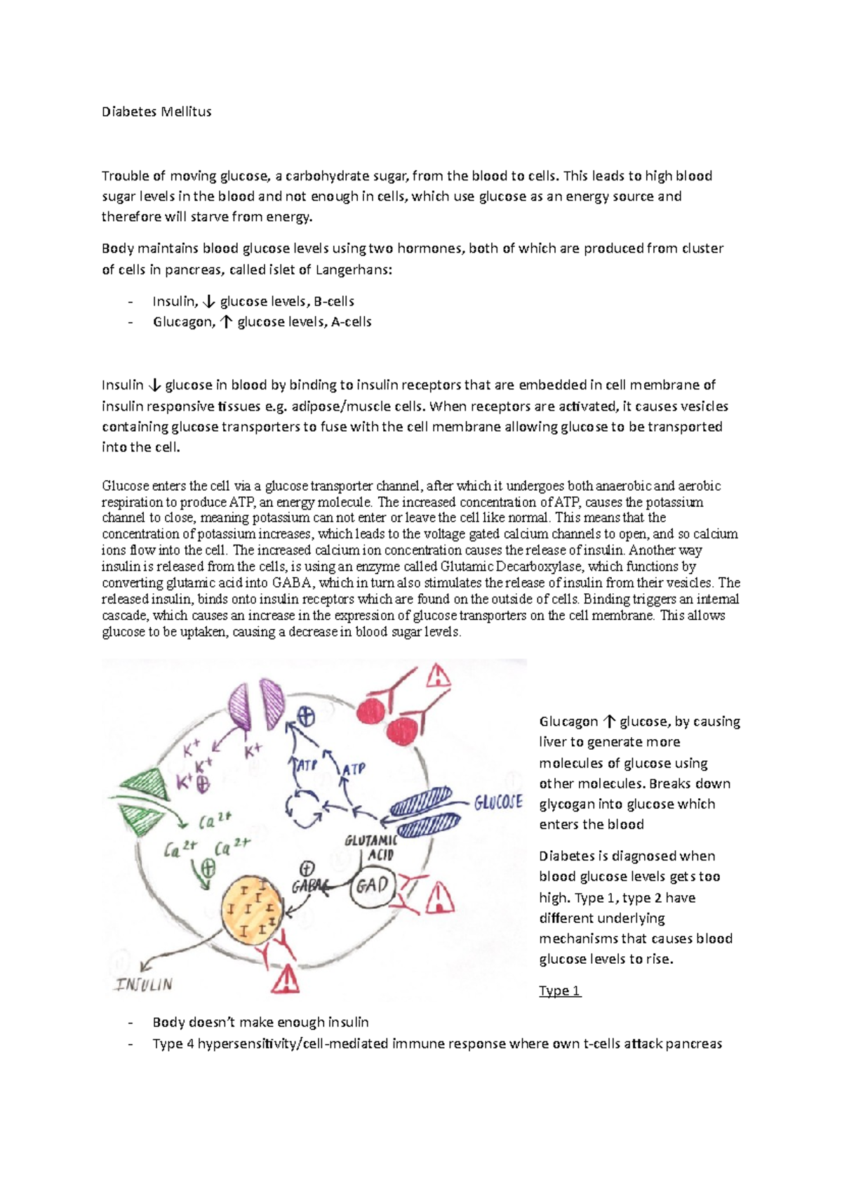 Diabetes Mellitus - Notes made from lecture slides and reliable sources ...