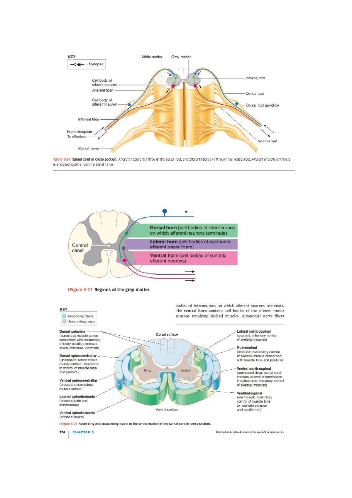 Neurophysiology diagrams - Human physiology - Studocu