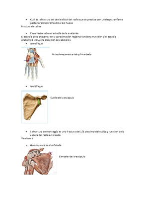 Anatomía de Húmero - Húmero Accidentes Anatómicos: o Cabeza del húmero ...