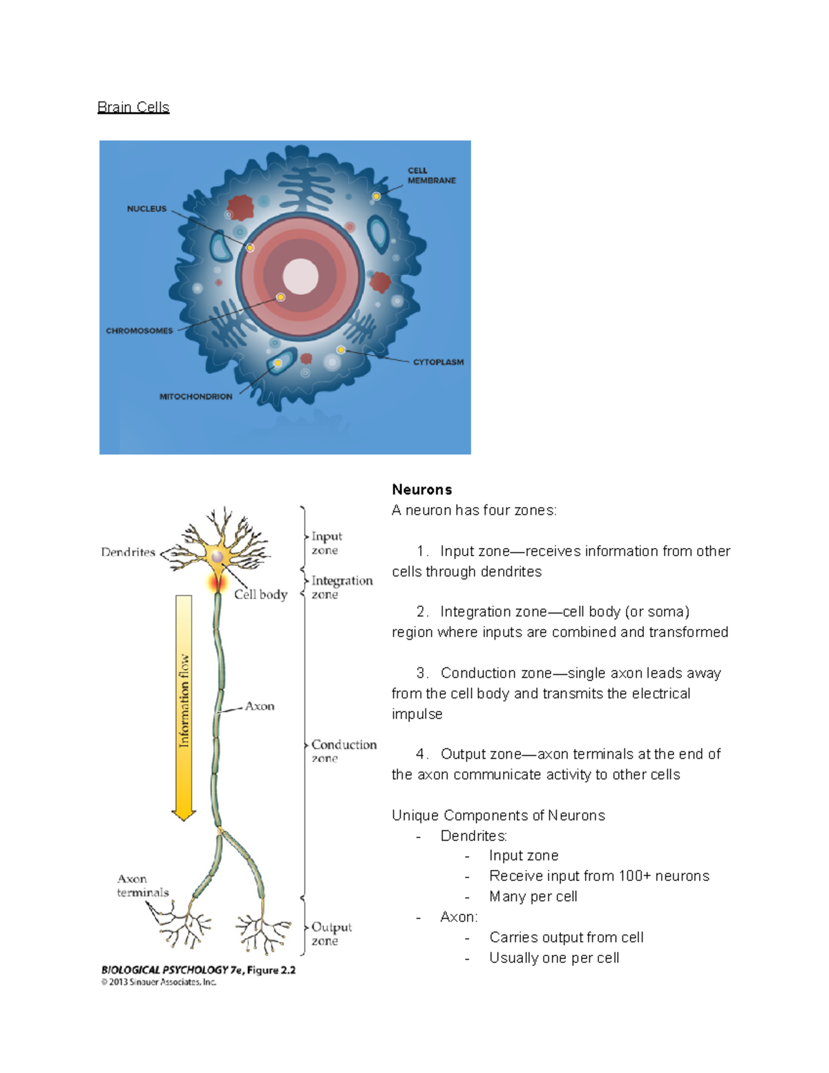 Brain Cells (Neurons & Glial Cells) - Brain Cells Neurons A neuron has ...