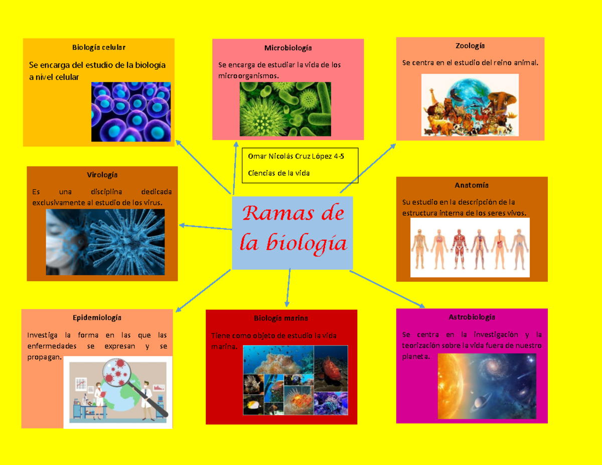 ramas de la biologia - Ramas de la biología Microbiología Se encarga de ...