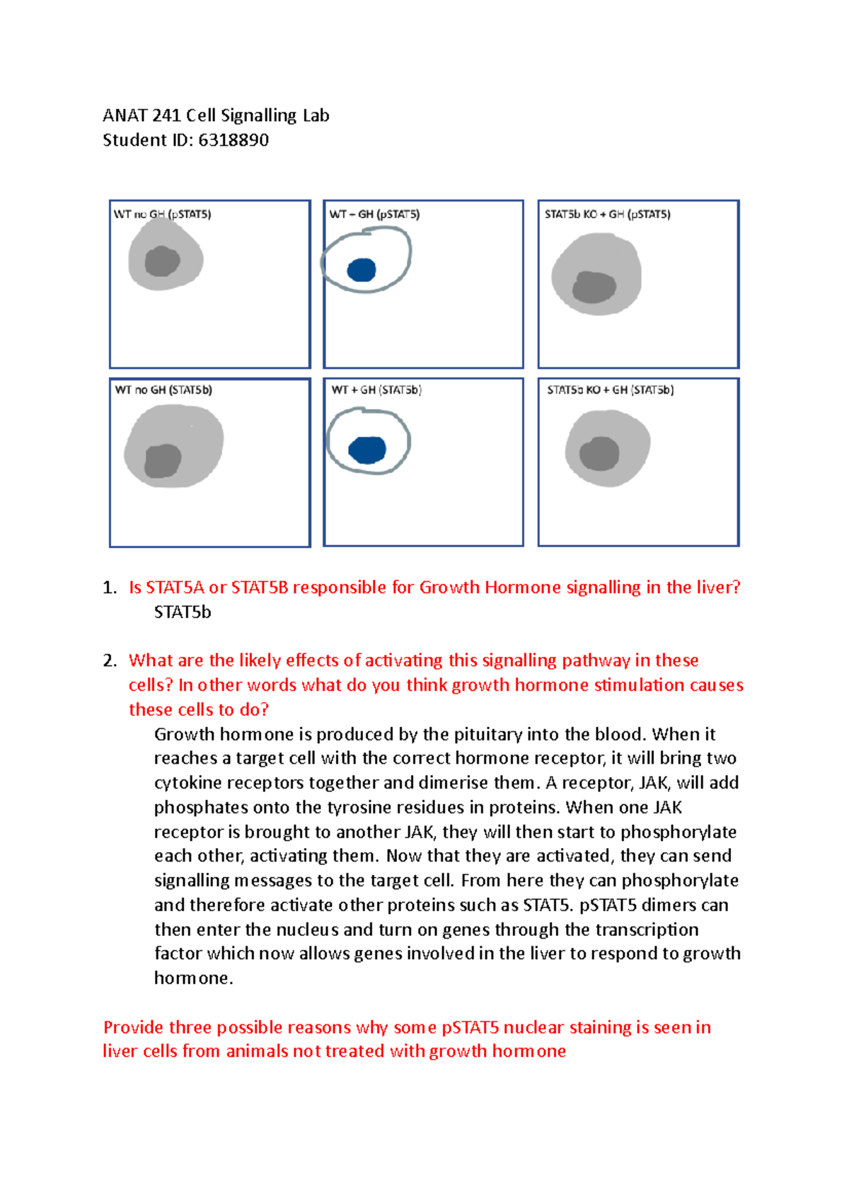 ANAT 241 Cell Signalling Lab - When it reaches a target cell with the ...