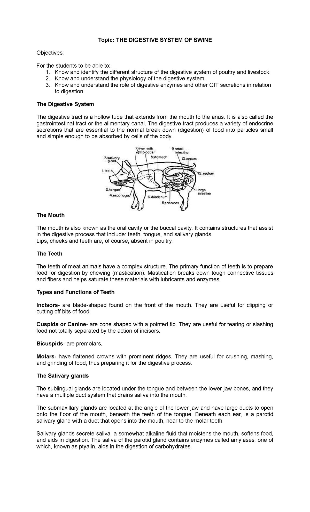 Digestive System - Topic: THE DIGESTIVE SYSTEM OF SWINE Objectives: For ...
