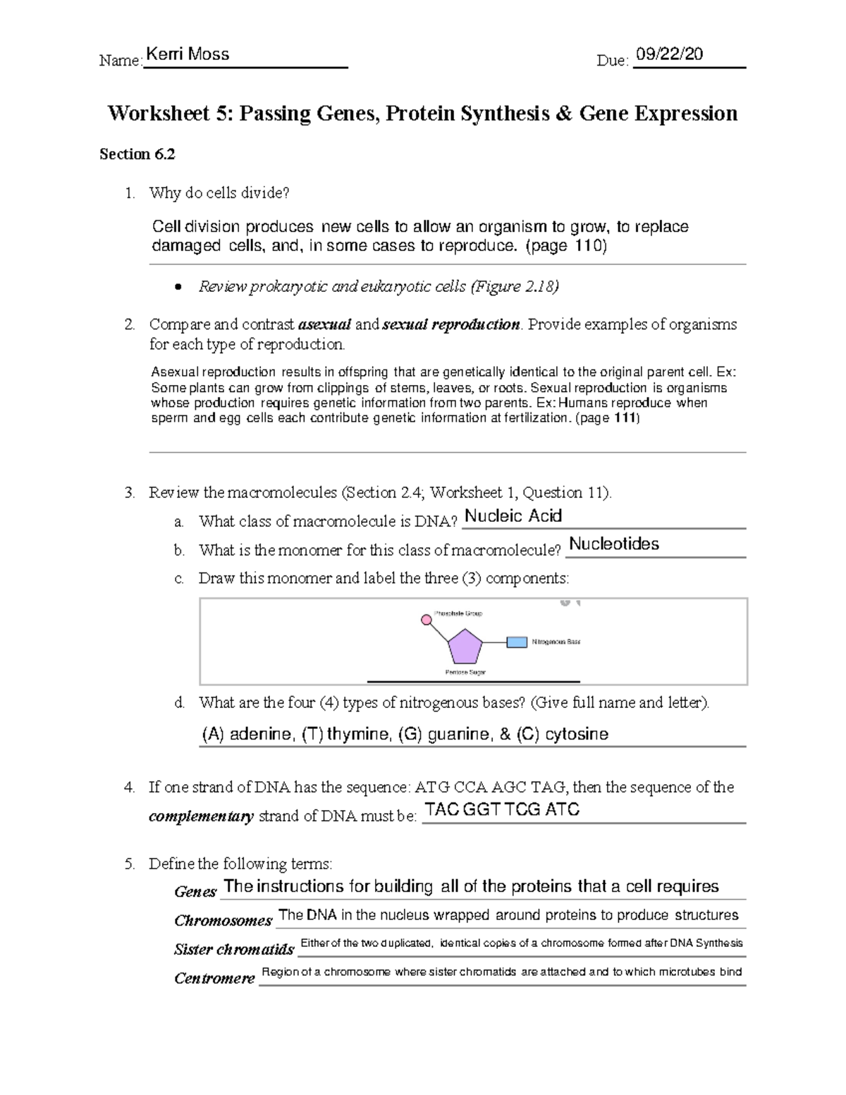 WS5 DNA Structure Function fillable Name Due Worksheet 5 Passing ws5-dna-structure-function-fillable-name-due-worksheet-5-passing