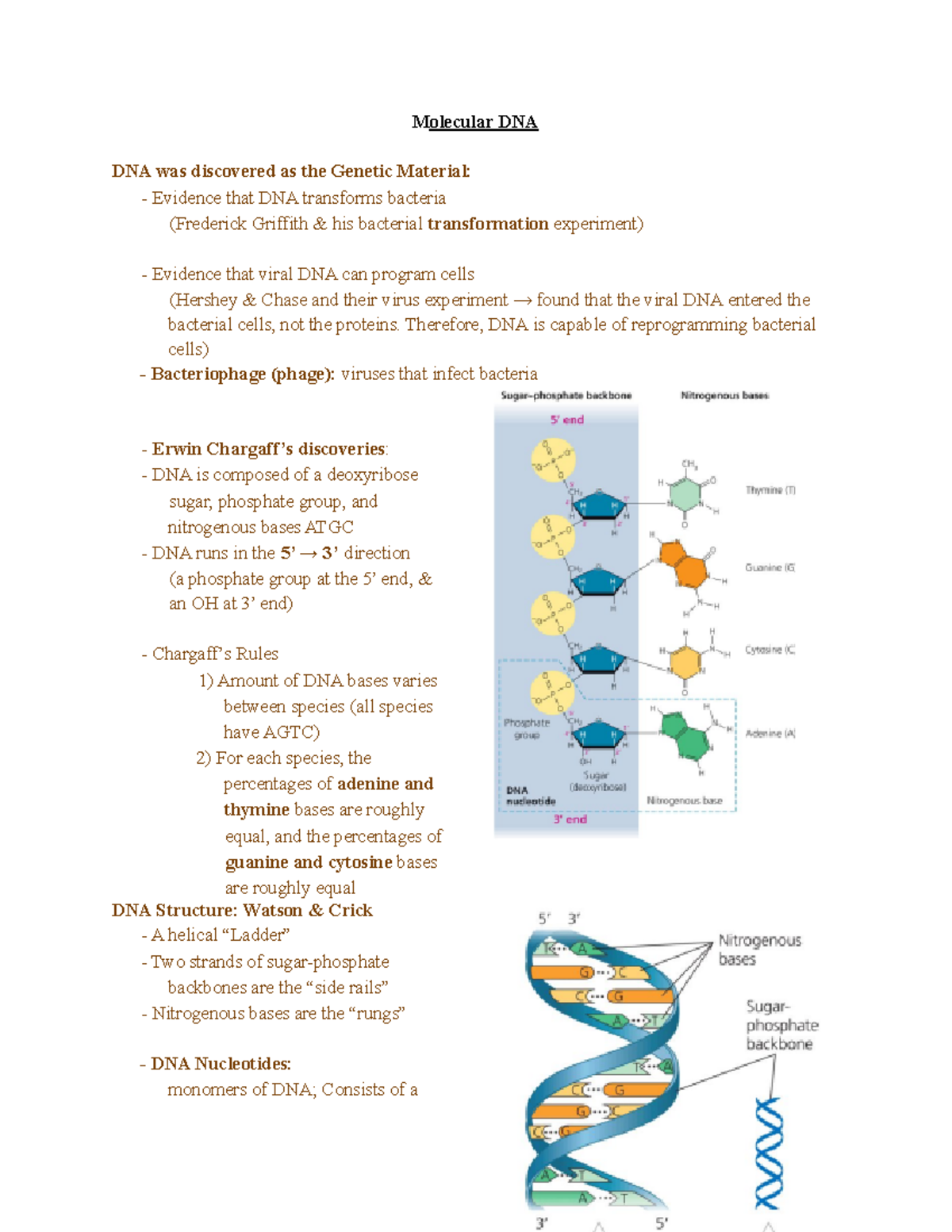 2 Molecular DNA - Molecular DNA DNA was discovered as the Genetic ...