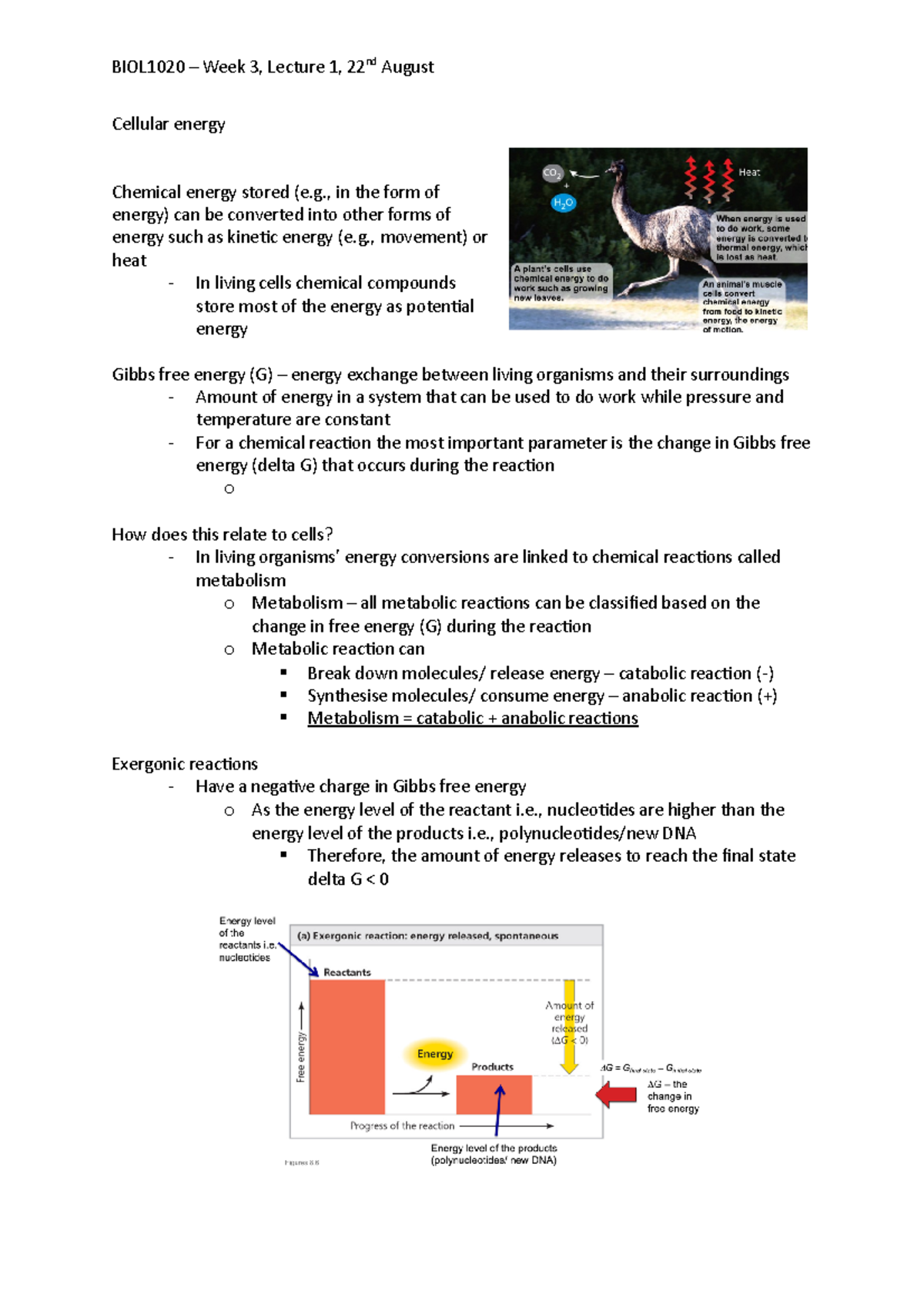 W3, L1 - Cellular Energy - Cellular energy Chemical energy stored (e., in the form of energy ...