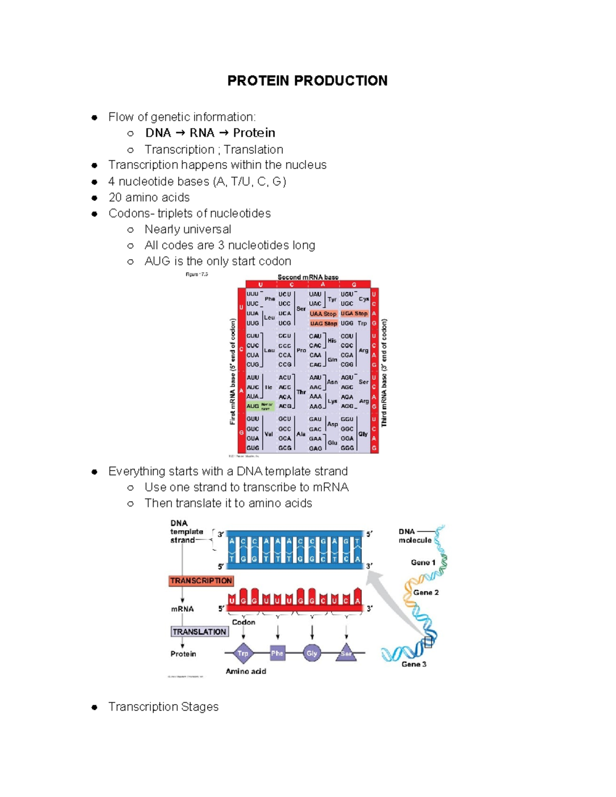 Bio 121- SECOND HALF OF SEMESTER - PROTEIN PRODUCTION Flow of genetic ...