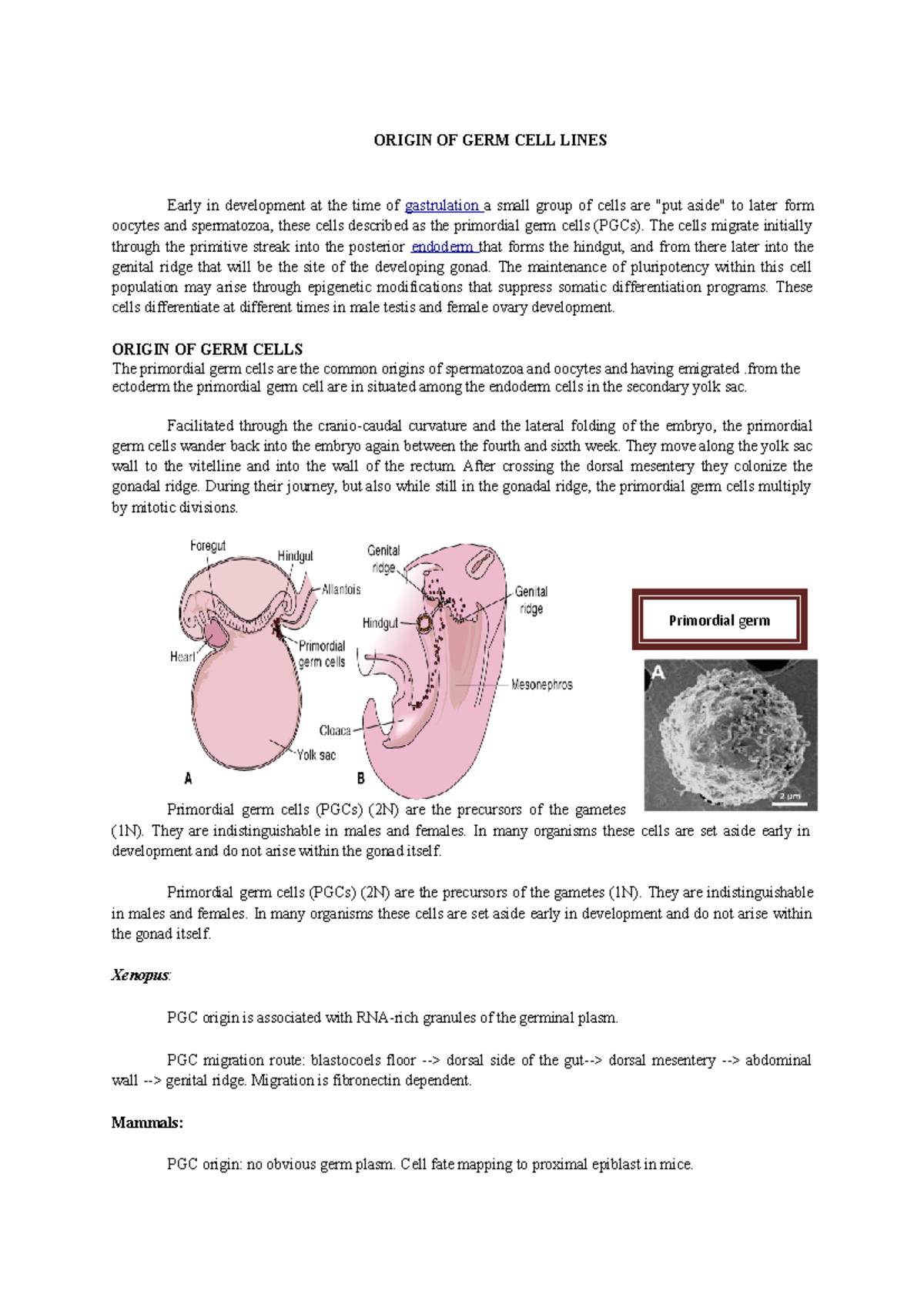 Origin OF GERM CELL Lines - Primordial germ ORIGIN OF GERM CELL LINES ...