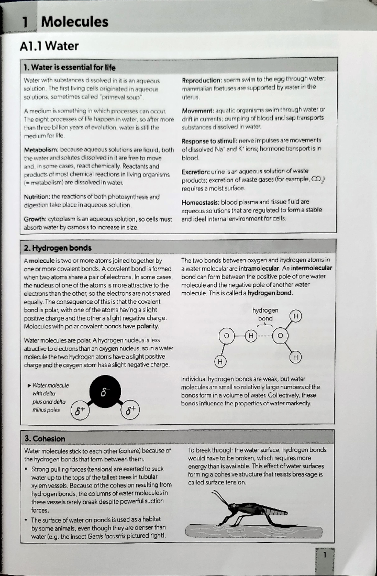 A1.1 Water review notes SLHL - 1 Molecules A1 1 is essential for life ...