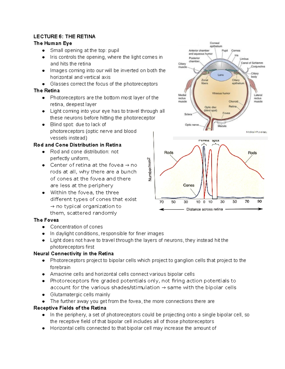 Unit 5 Lecture 6 - LECTURE 6: THE RETINA The Human Eye Small opening at ...