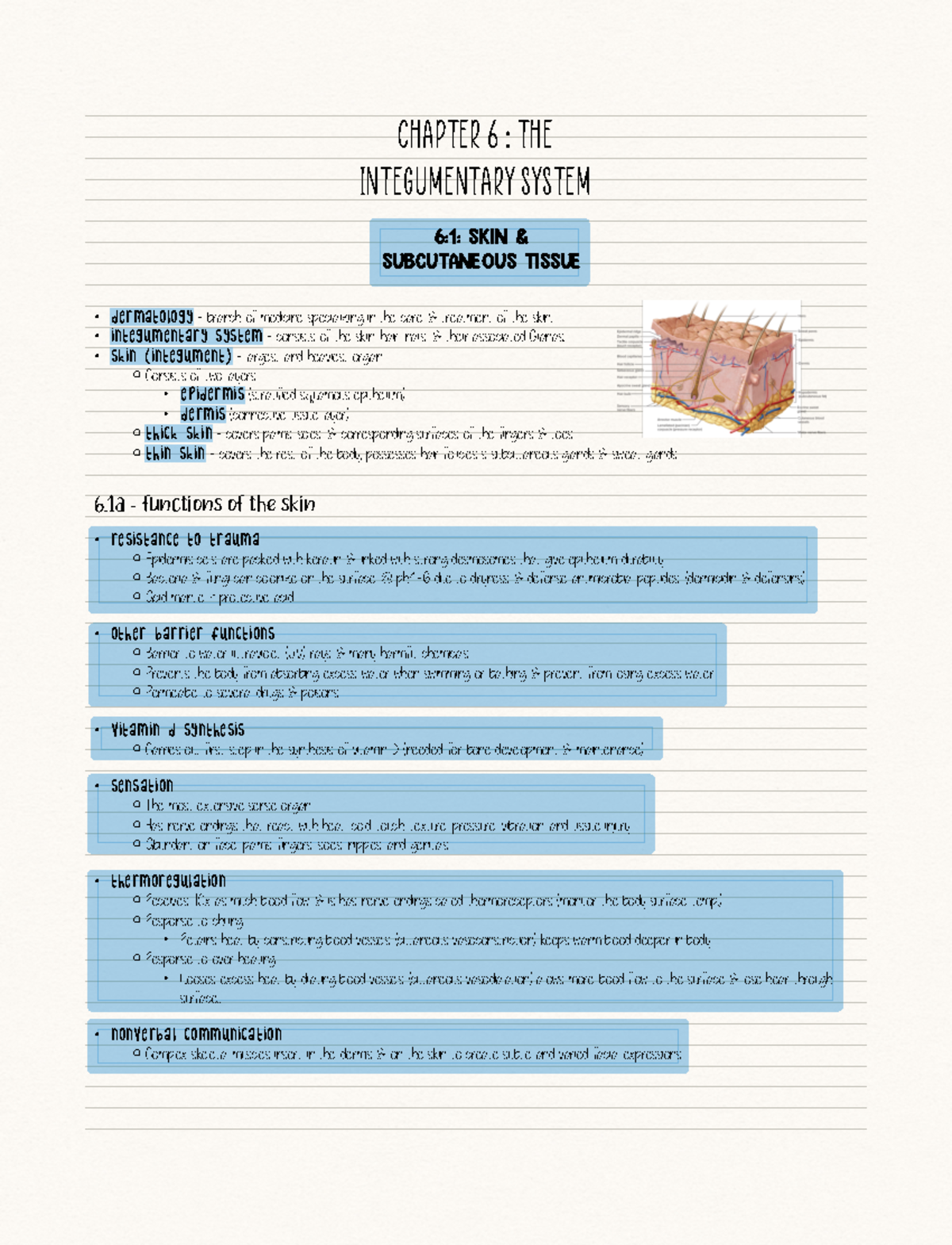 Chapter Notes 5 - Chapter 6 : the integumentary system 6:1: Skin ...
