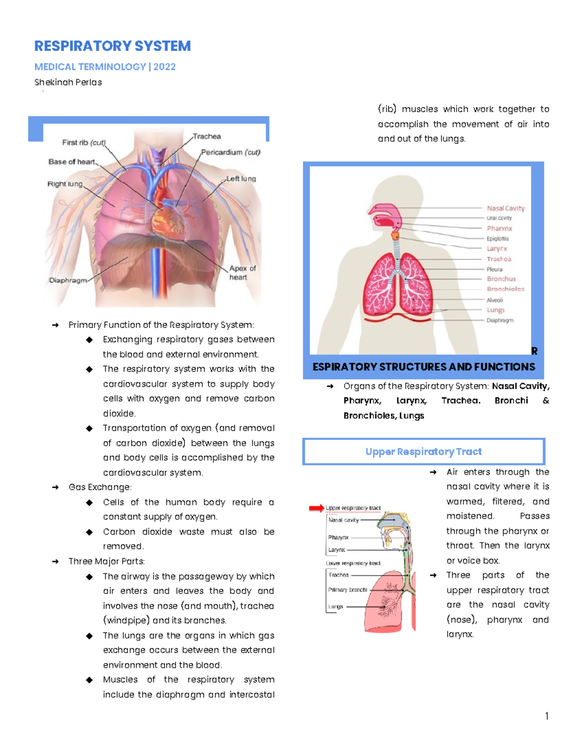 Respiratory System - RESPIRATORY SYSTEM MEDICAL TERMINOLOGY | 2022 ...