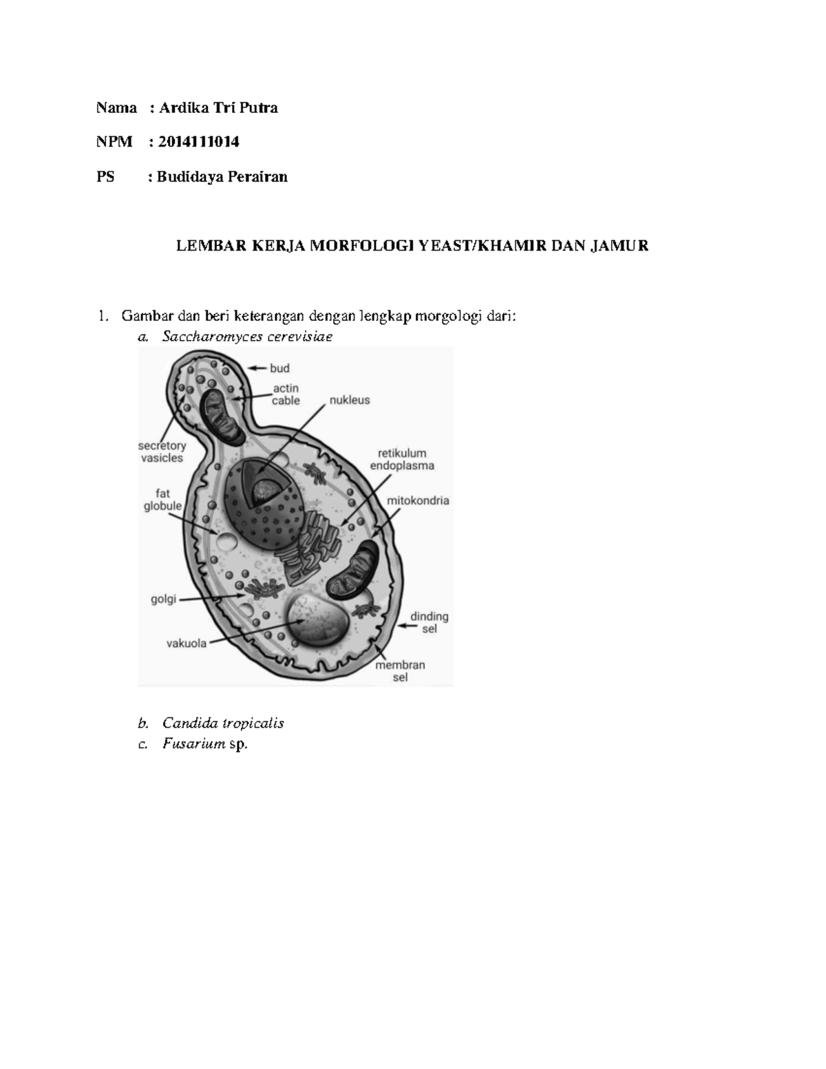Ardika Tri Putra LK Morfologi Khamir dan Jamur - Nama : Ardika Tri ...