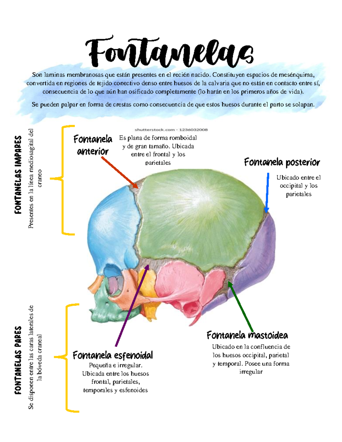 Fontanelas - Es plana de forma romboidal y de gran tamaño. Ubicada ...