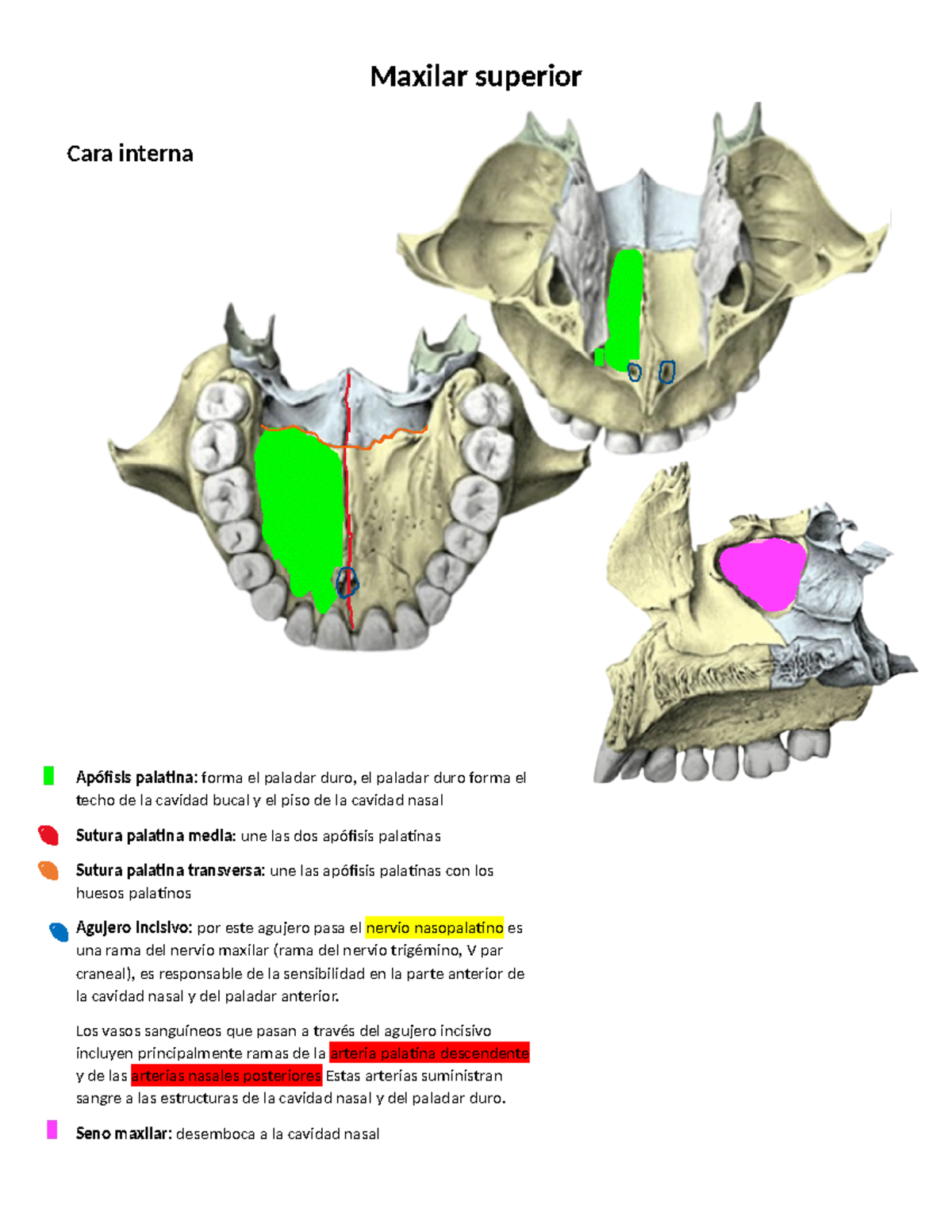 Maxilar superior - anatomia - Maxilar superior Cara interna Apófisis ...